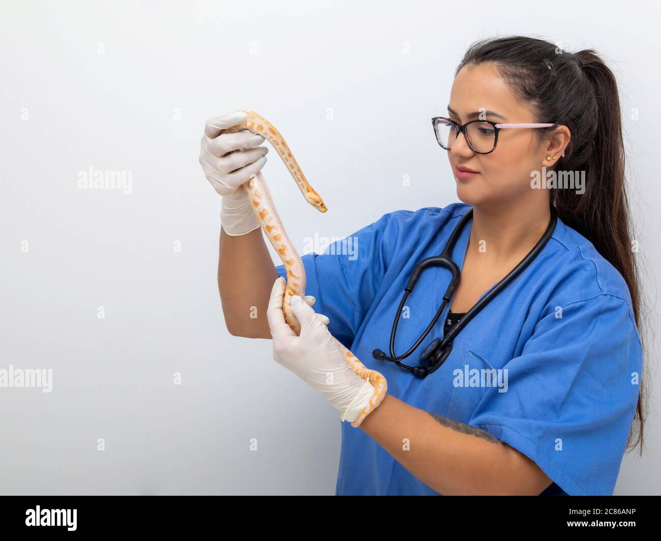 Veterinary doctor examining a python molurus albino snake Stock Photo ...