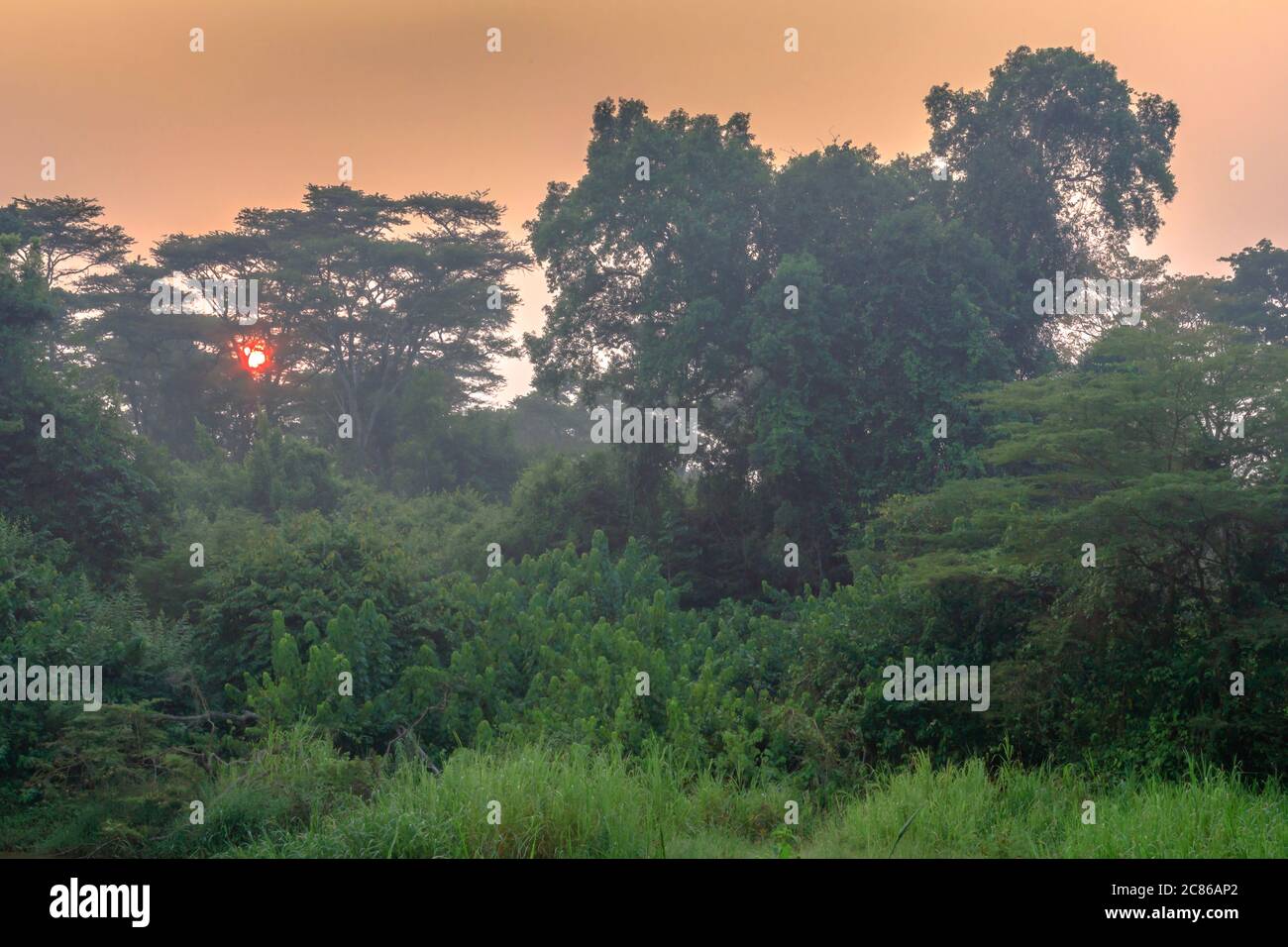 Sunrise view of Ishasha river, with trees growing and the reflections ...