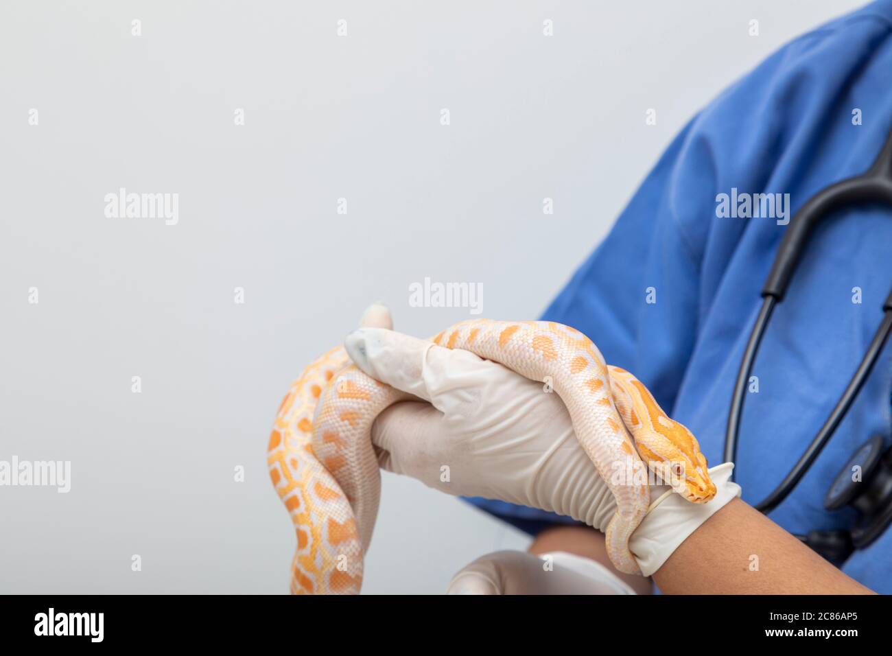 Veterinary doctor examining a python molurus albino snake Stock Photo ...