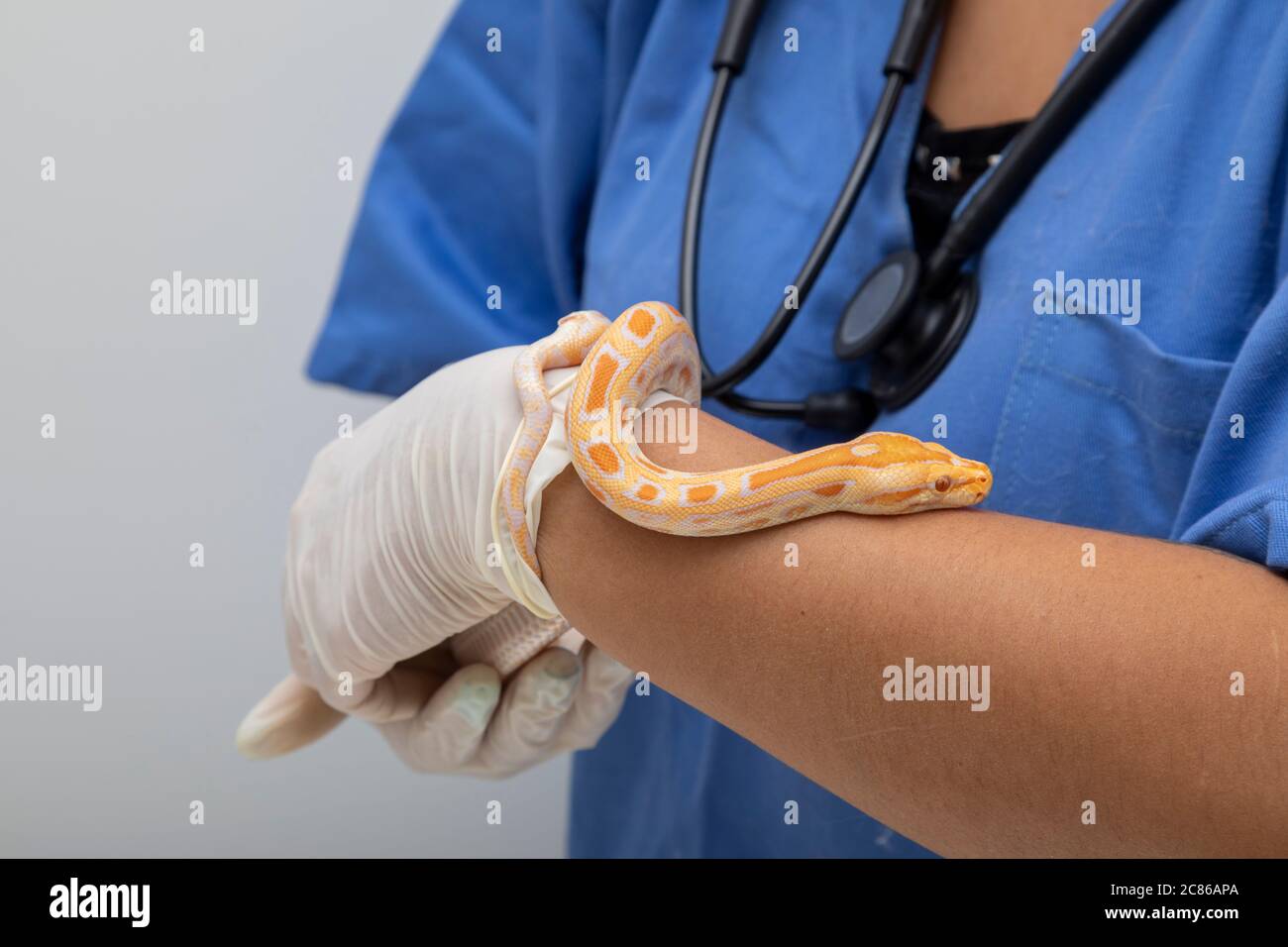 Veterinary doctor examining a python molurus albino snake Stock Photo ...