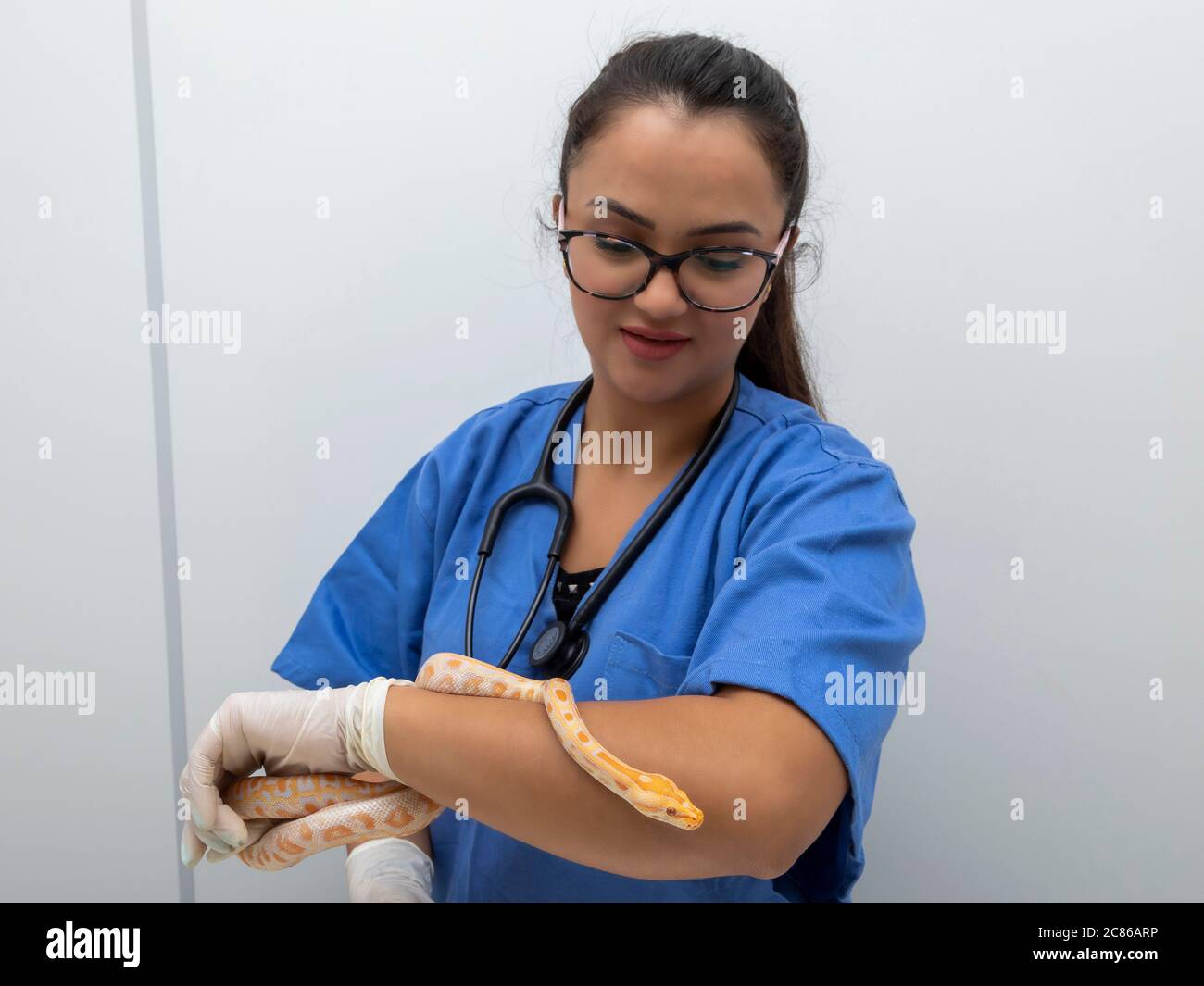 Veterinary doctor examining a python molurus albino snake Stock Photo ...