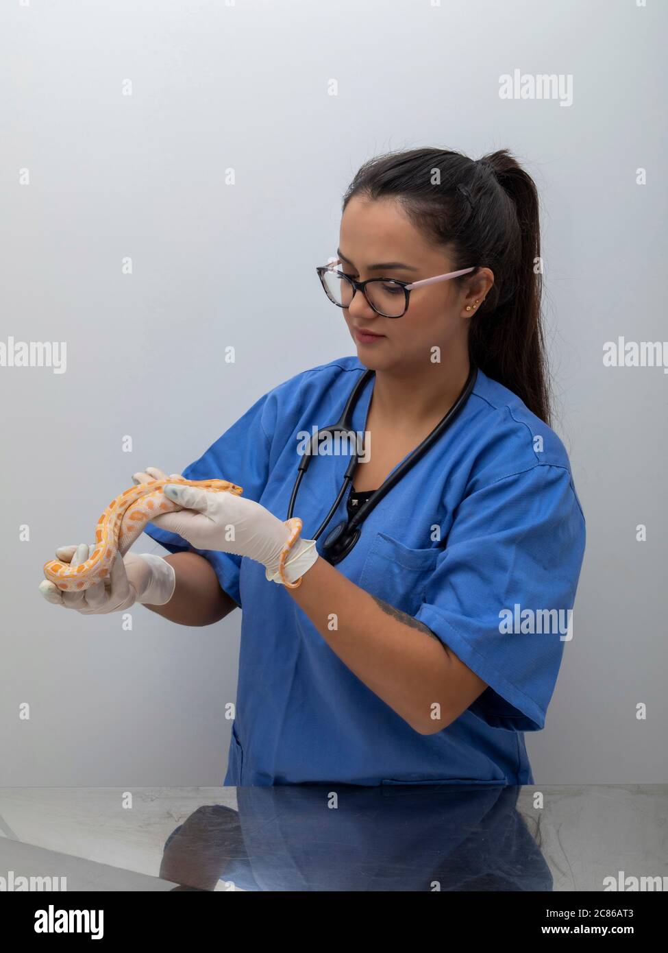 Veterinary doctor examining a python molurus albino snake Stock Photo ...