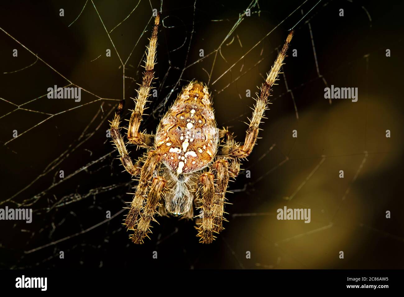 Spider. Spider wrapping its prey in silk. Nature background Stock Photo ...