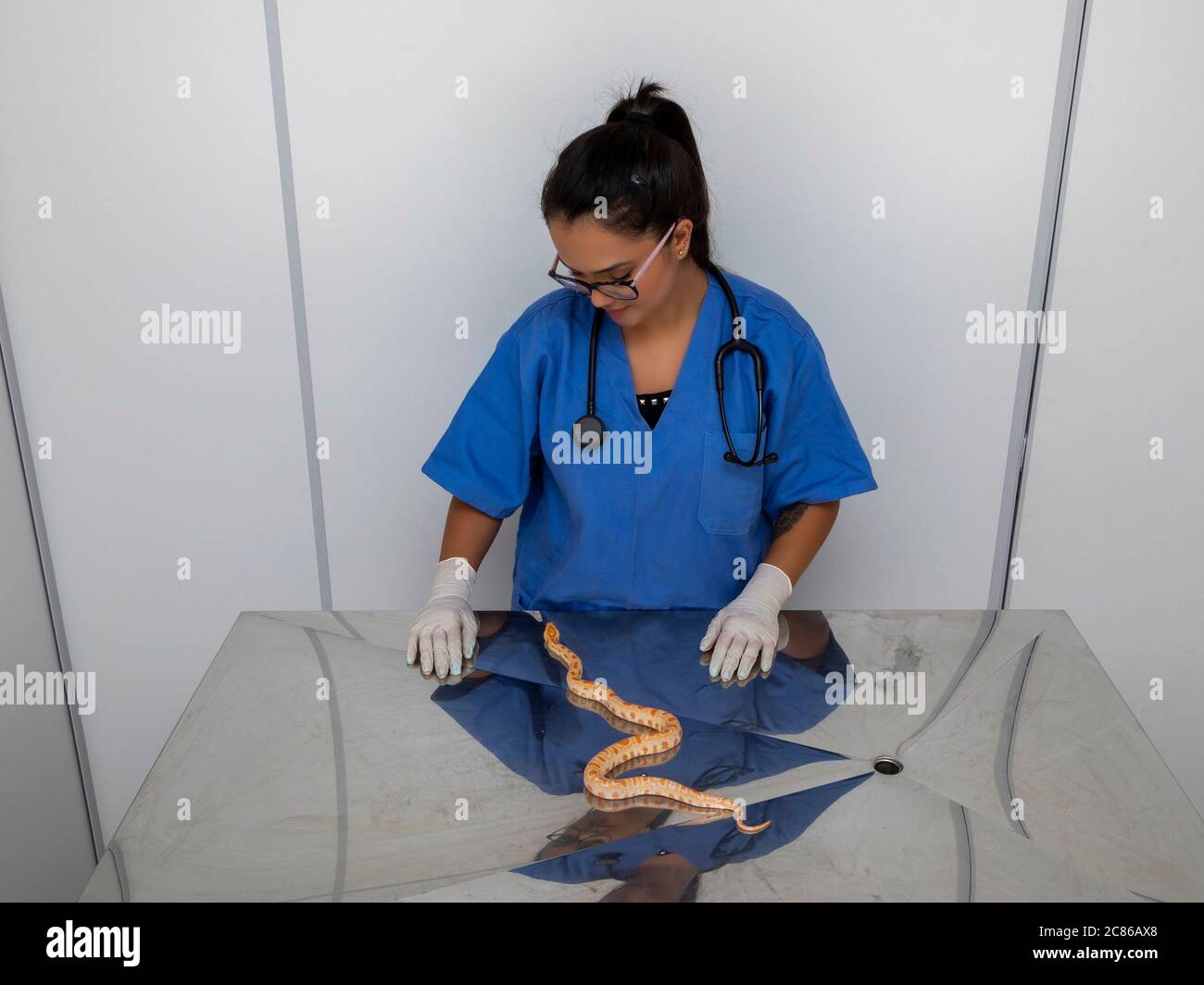 Veterinary doctor examining a python molurus albino snake Stock Photo ...