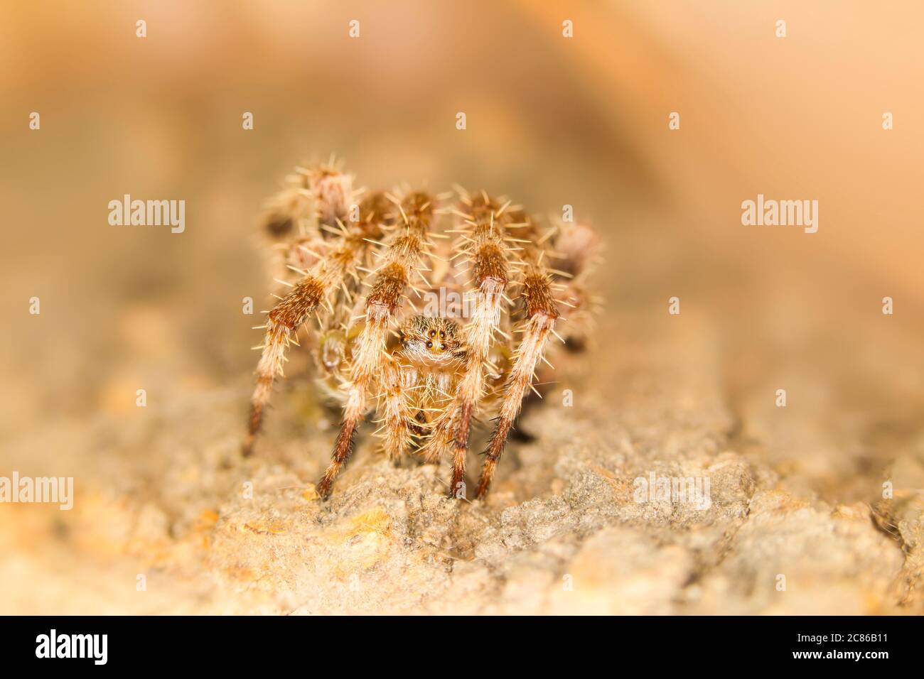 Spider. Spider wrapping its prey in silk. Nature background Stock Photo ...
