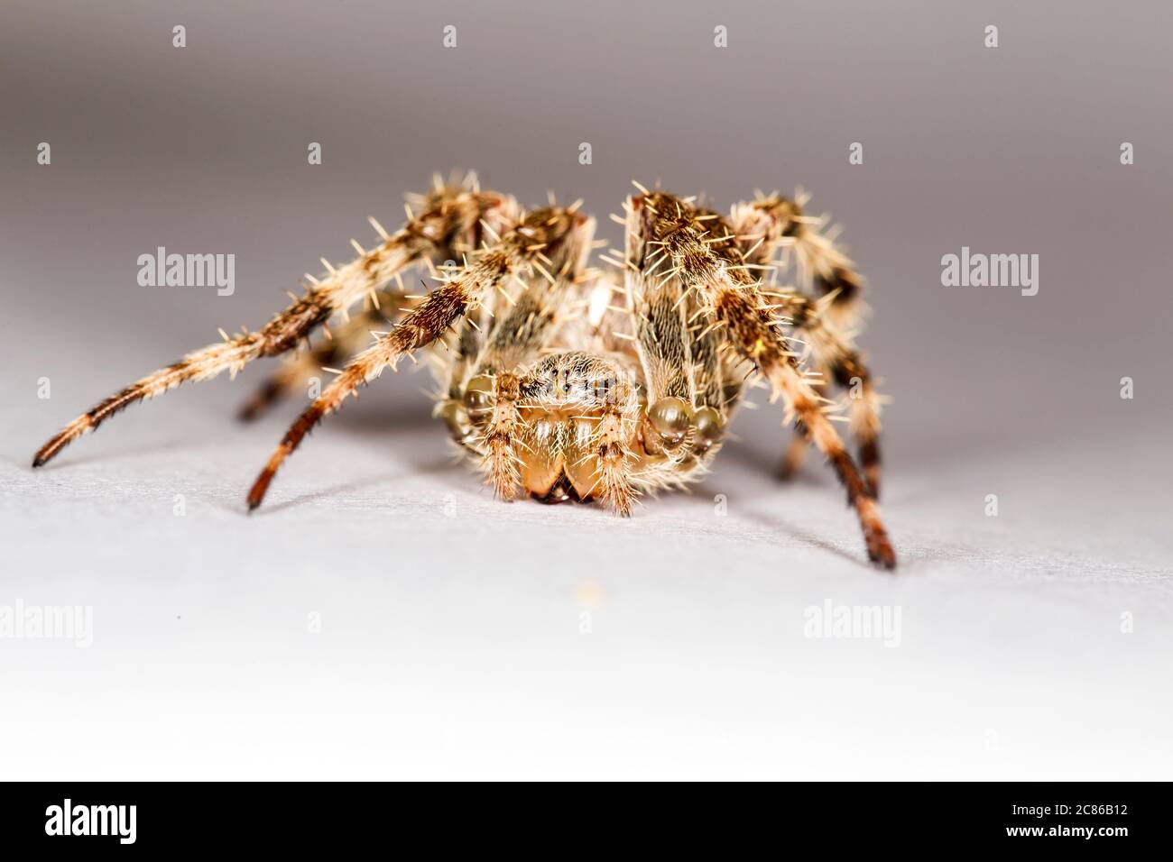 Spider. Spider wrapping its prey in silk. Nature background Stock Photo ...