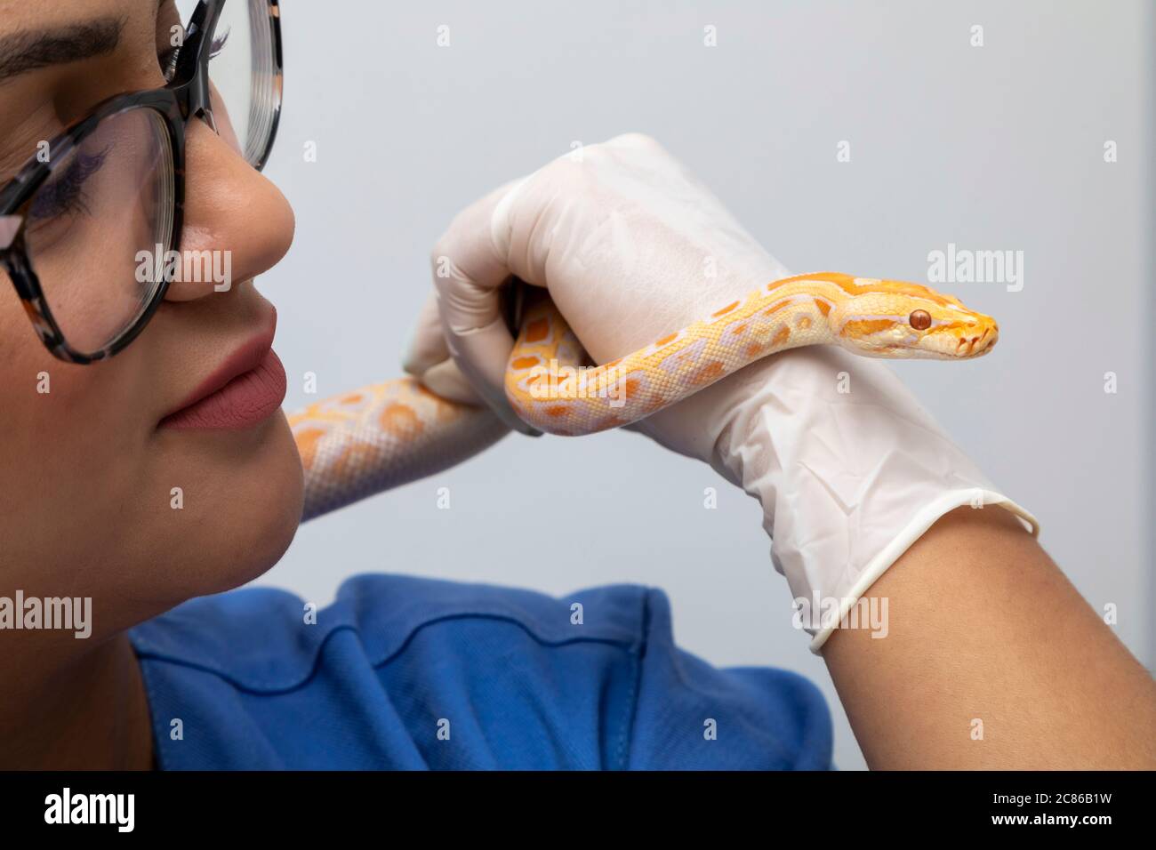 Veterinary doctor examining a python molurus albino snake Stock Photo ...