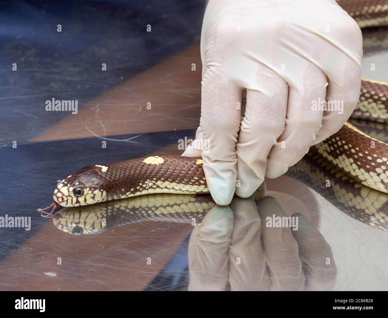 Veterinary doctor examining a king snake Stock Photo - Alamy