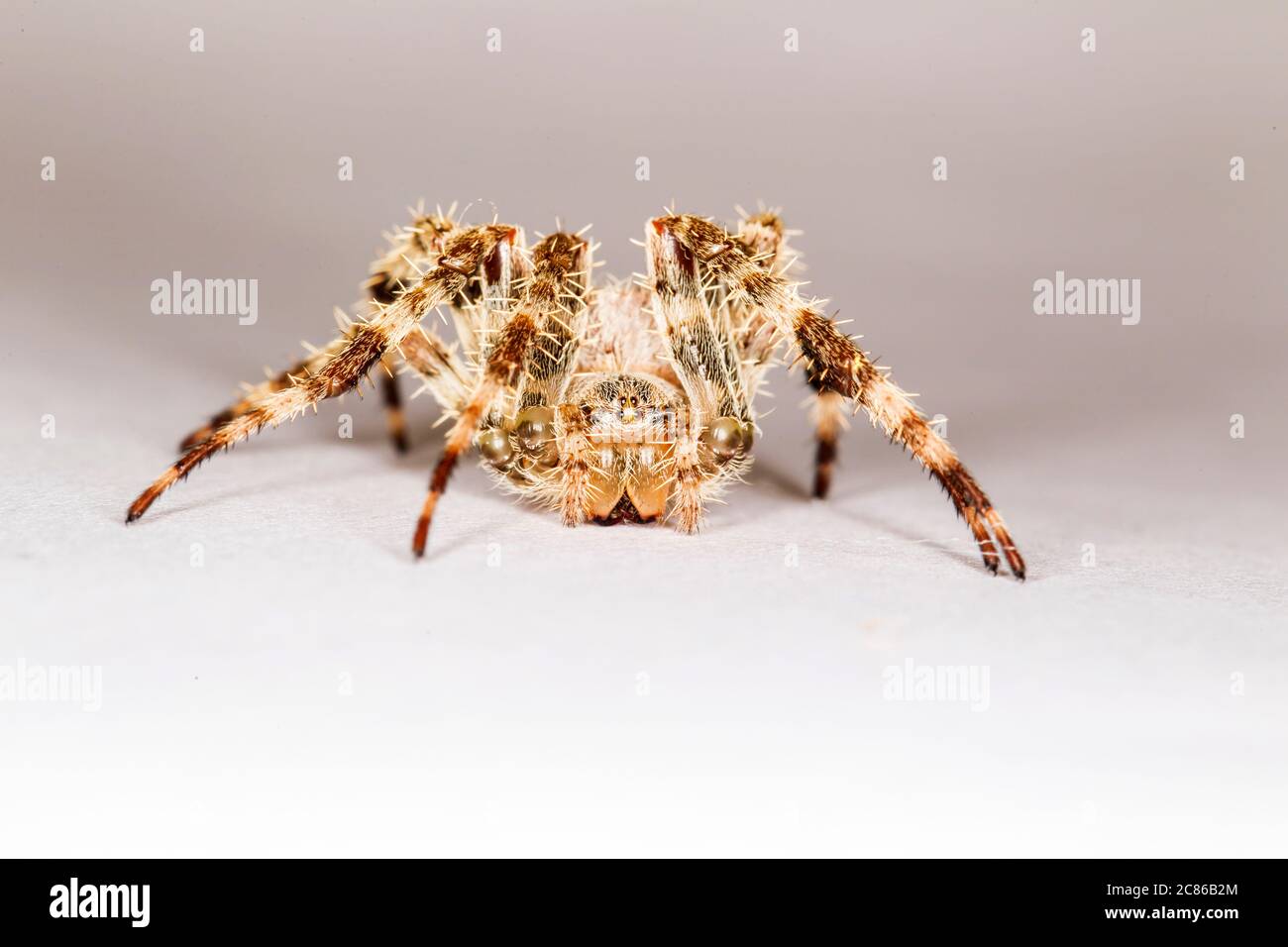 Spider. Spider wrapping its prey in silk. Nature background Stock Photo ...