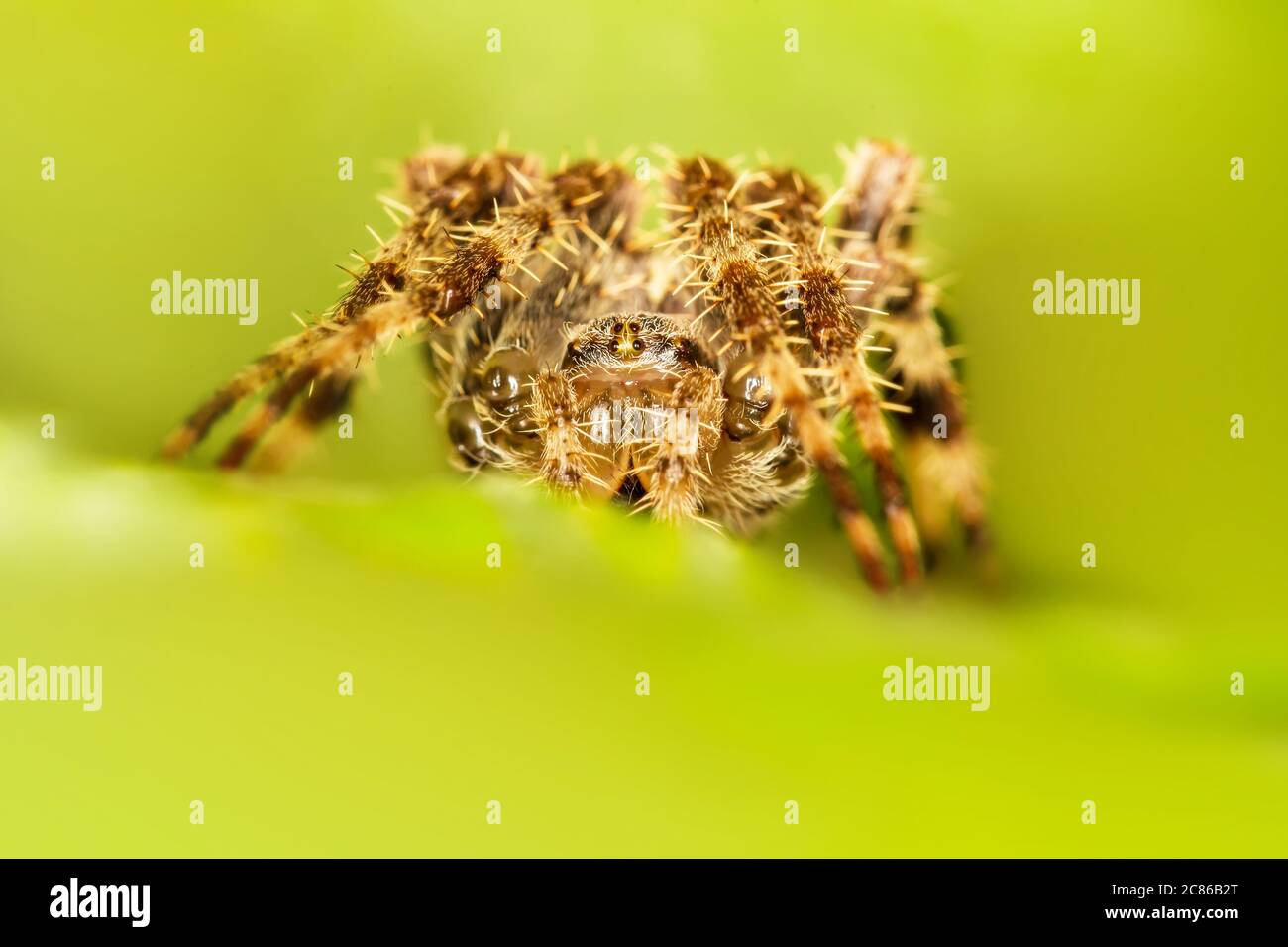 Spider. Spider wrapping its prey in silk. Nature background Stock Photo ...