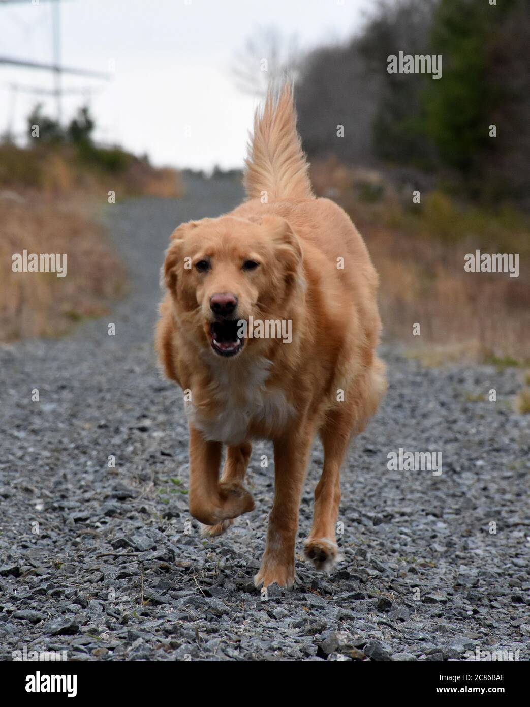 Running toller dog with his paw raised and mouth open Stock Photo - Alamy