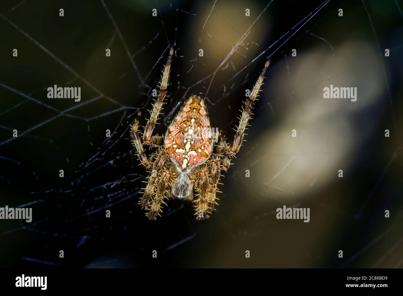 Spider. Spider wrapping its prey in silk. Nature background Stock Photo ...