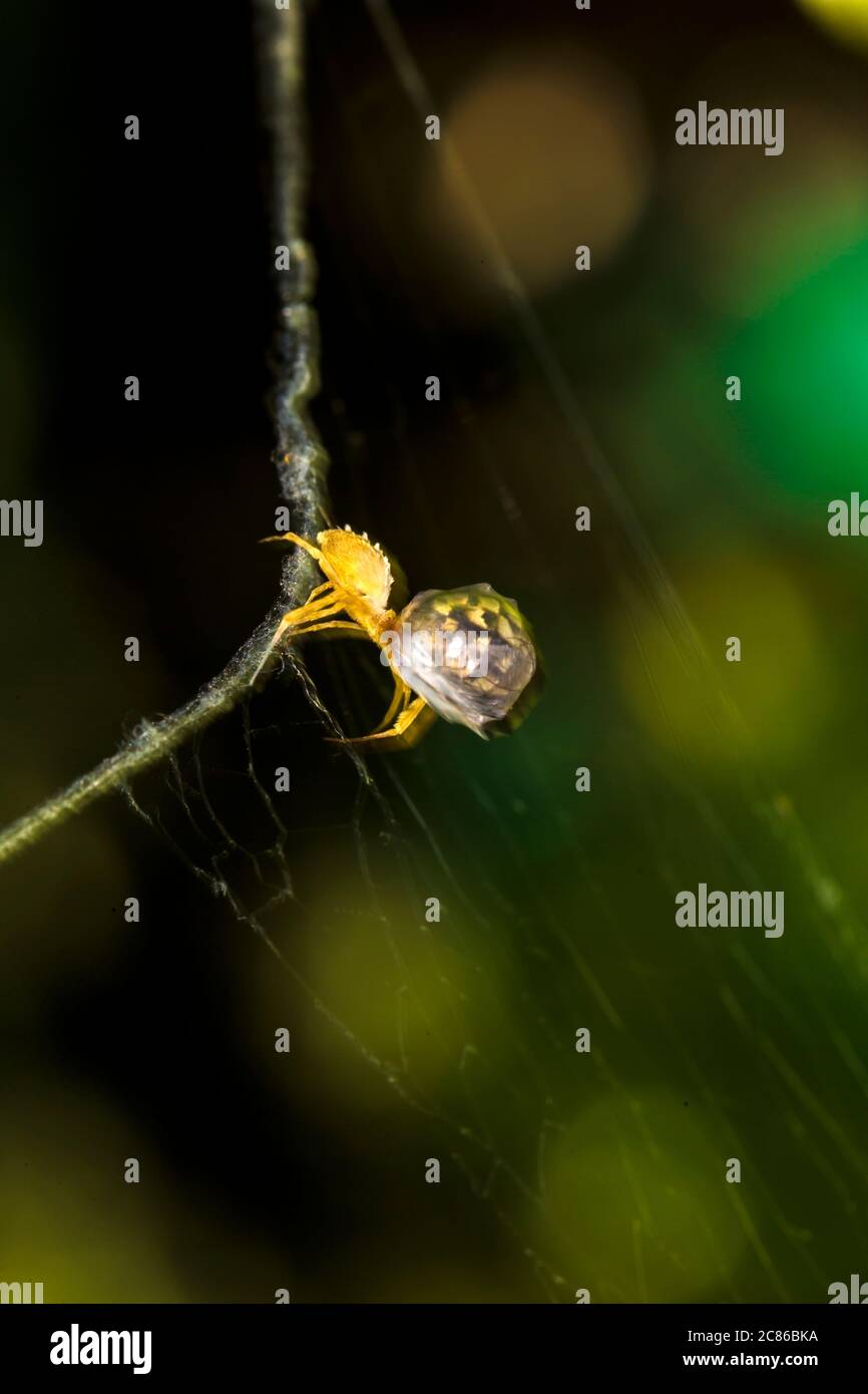 Spider. Spider wrapping its prey in silk. Nature background Stock Photo ...