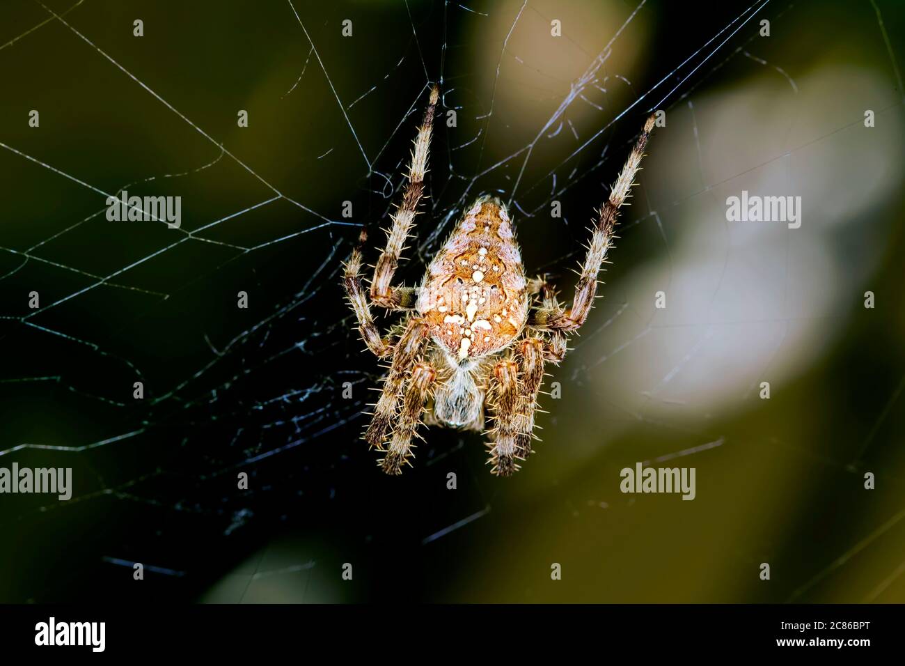 Spider. Spider wrapping its prey in silk. Nature background Stock Photo ...