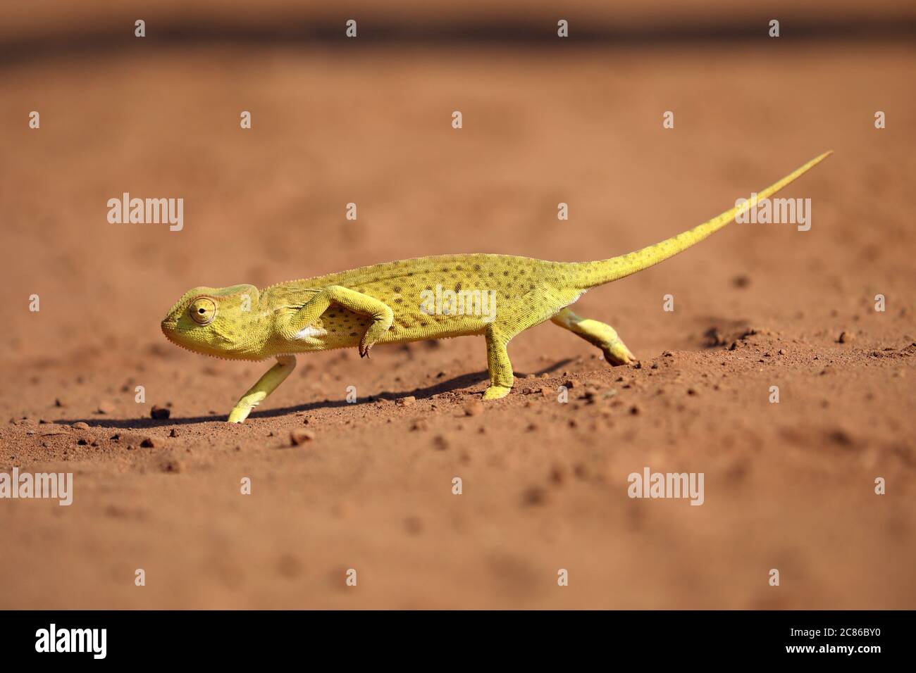 Yellow chameleon crossing the road, Ghana Stock Photo - Alamy