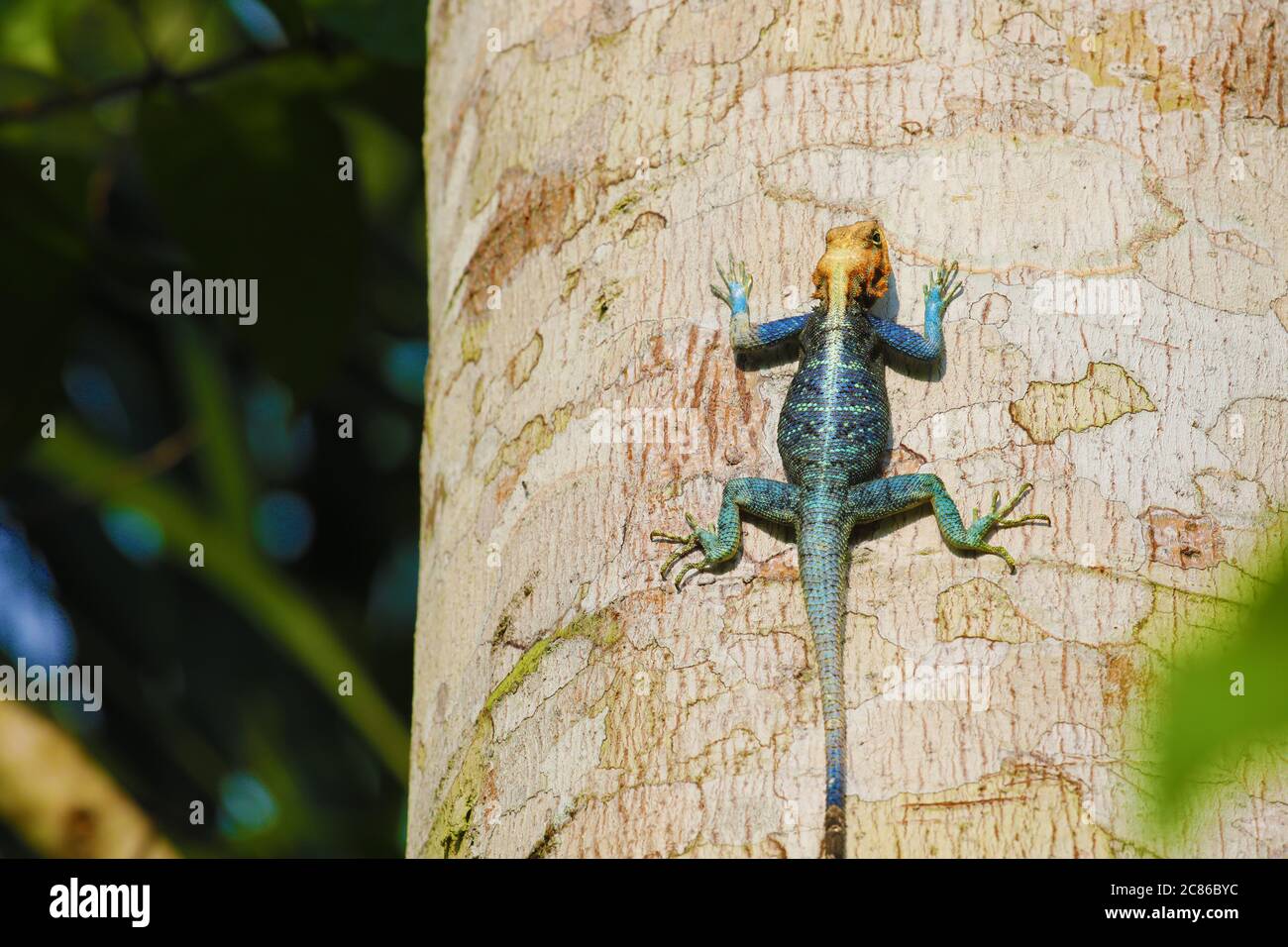 Colorful agama lizard on a tree trunk in Ghana Stock Photo - Alamy