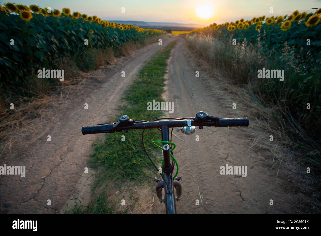 Riding a bike through sunflowers fields at sunset conceptual image ...