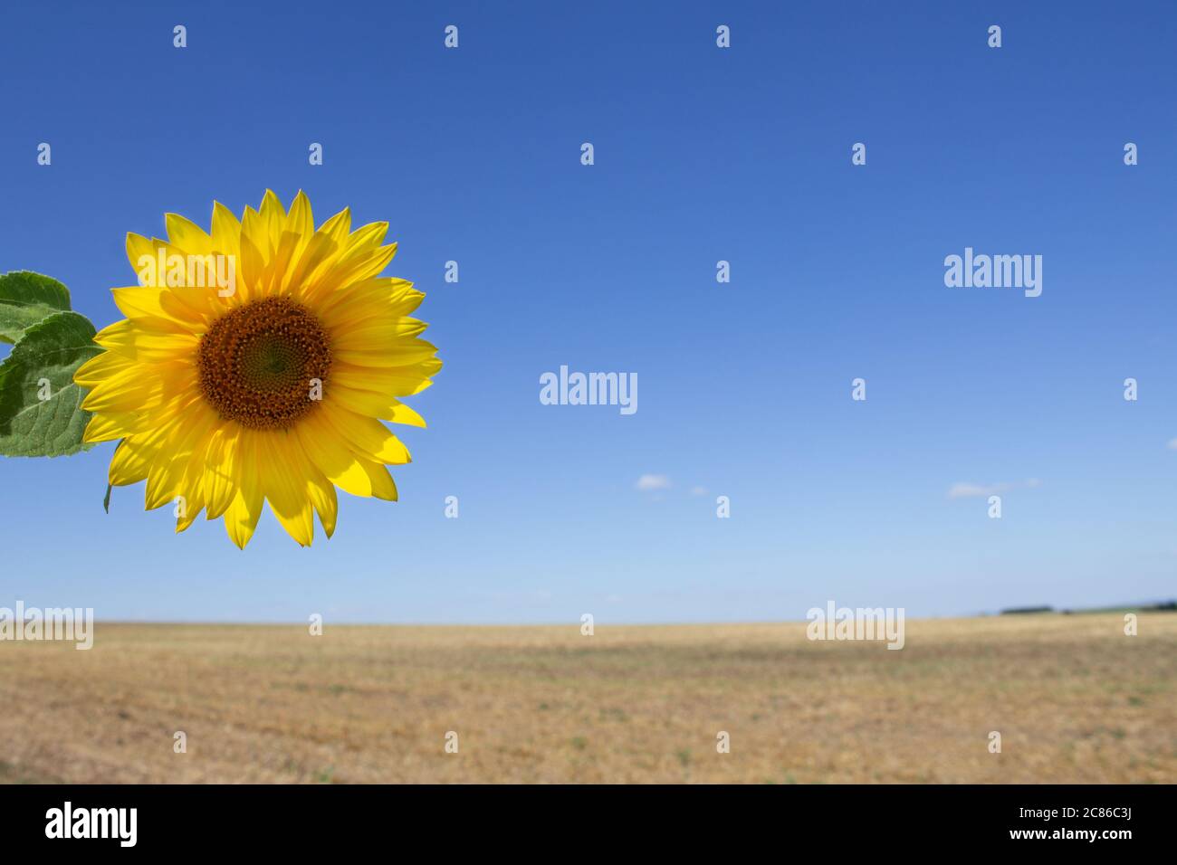 A sun made of sunflower shining over crop field with blue sky Stock ...