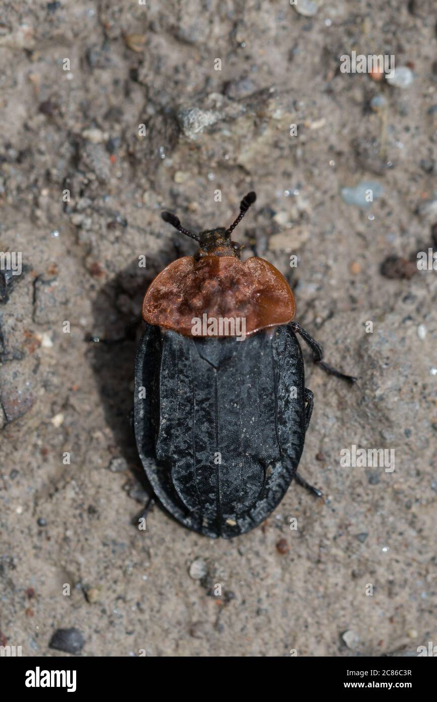 Close up view of Red-breasted Carrion Beetle, Oiceoptoma thoracica ...