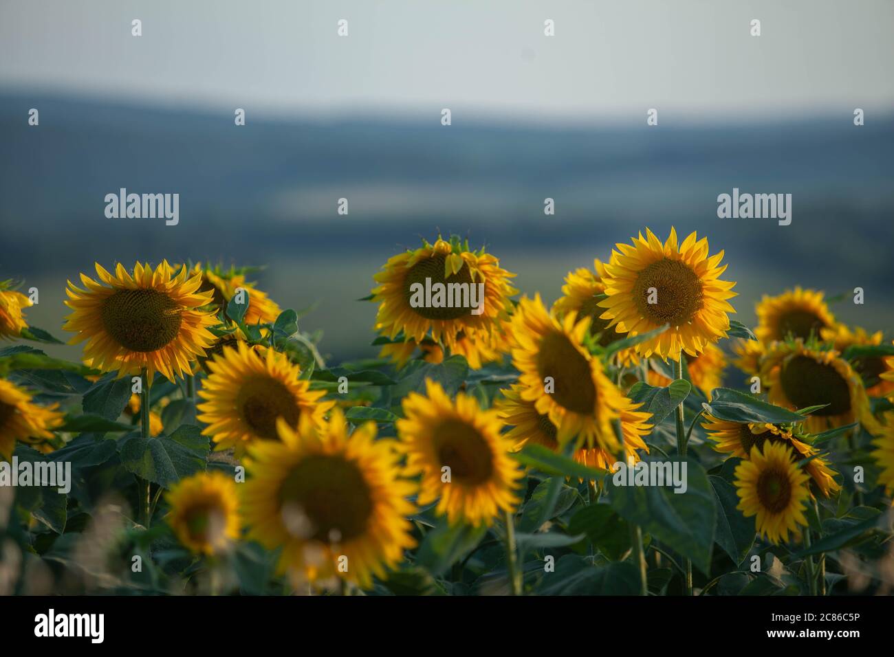 A field full of yellow fresh blooming sunflowers during sunset Stock ...
