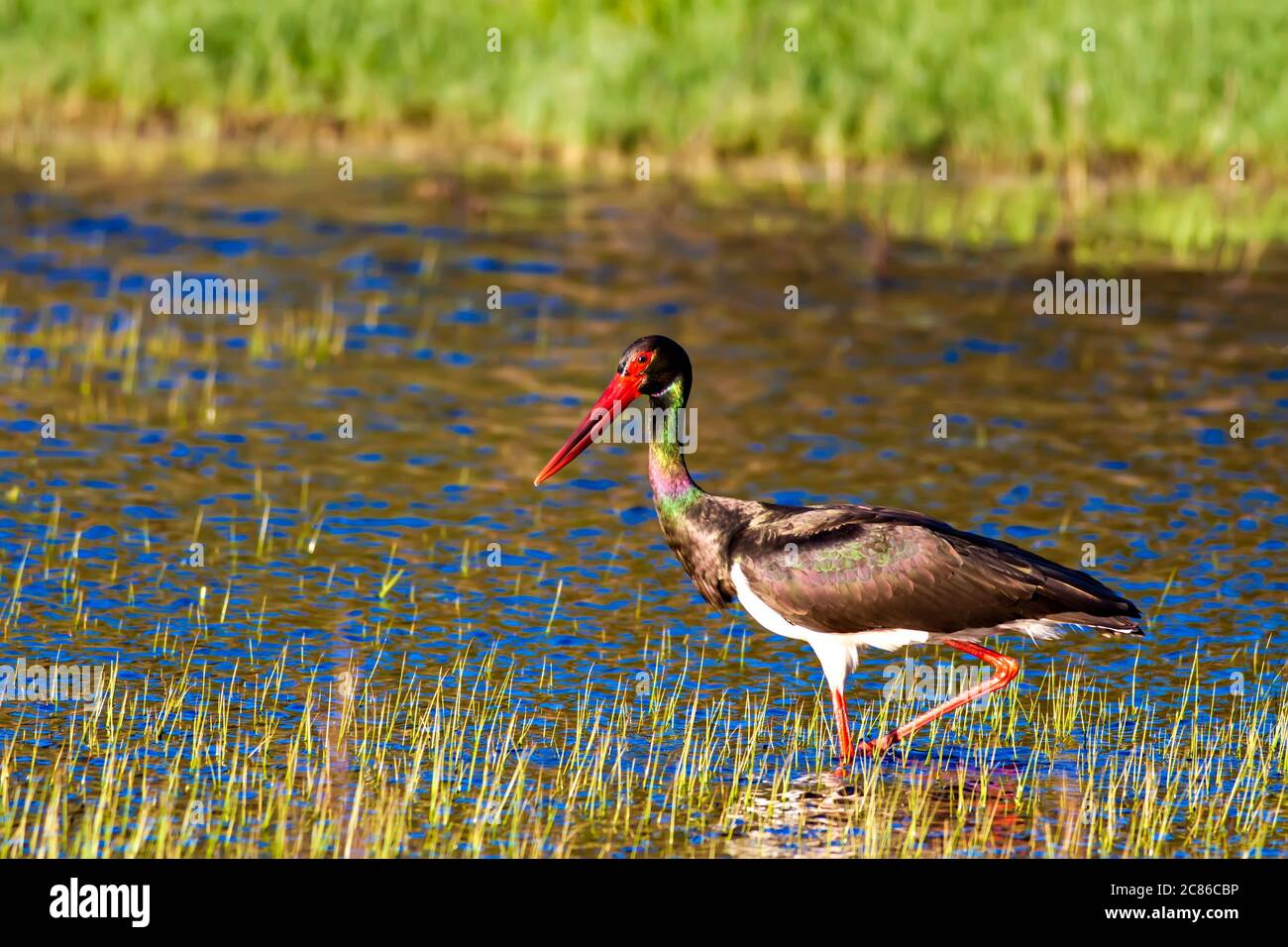 Black Stork. Green blue yellow habitat background. Bird: Black Stork ...