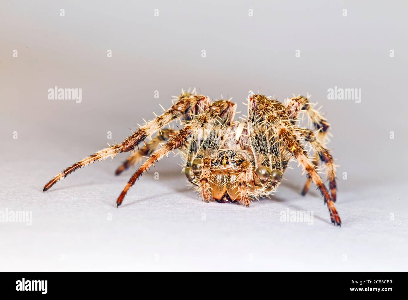 Spider. Spider wrapping its prey in silk. Nature background Stock Photo ...