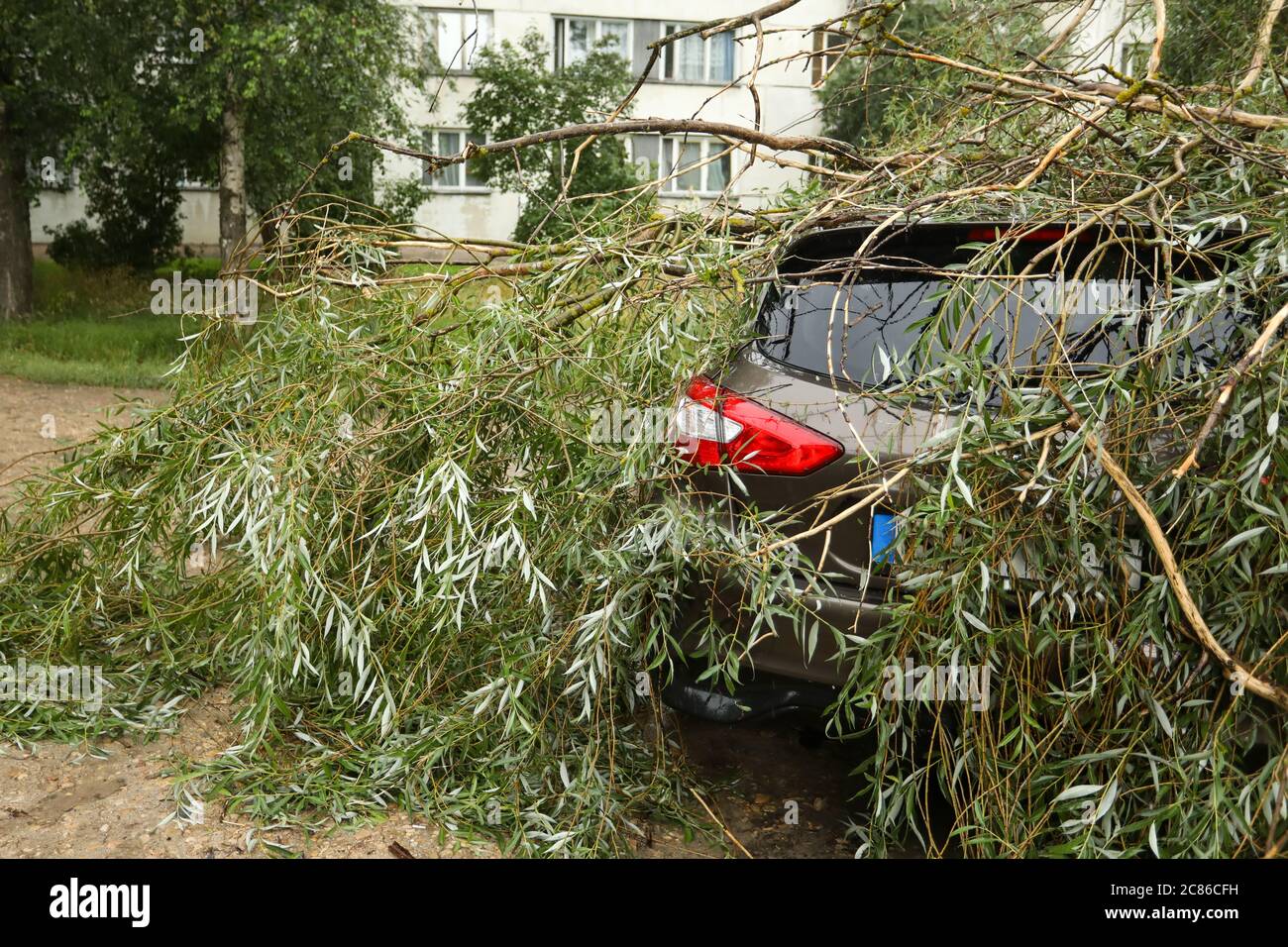 A tree fell on the car due to strong wind. Broken vehicle after the ...