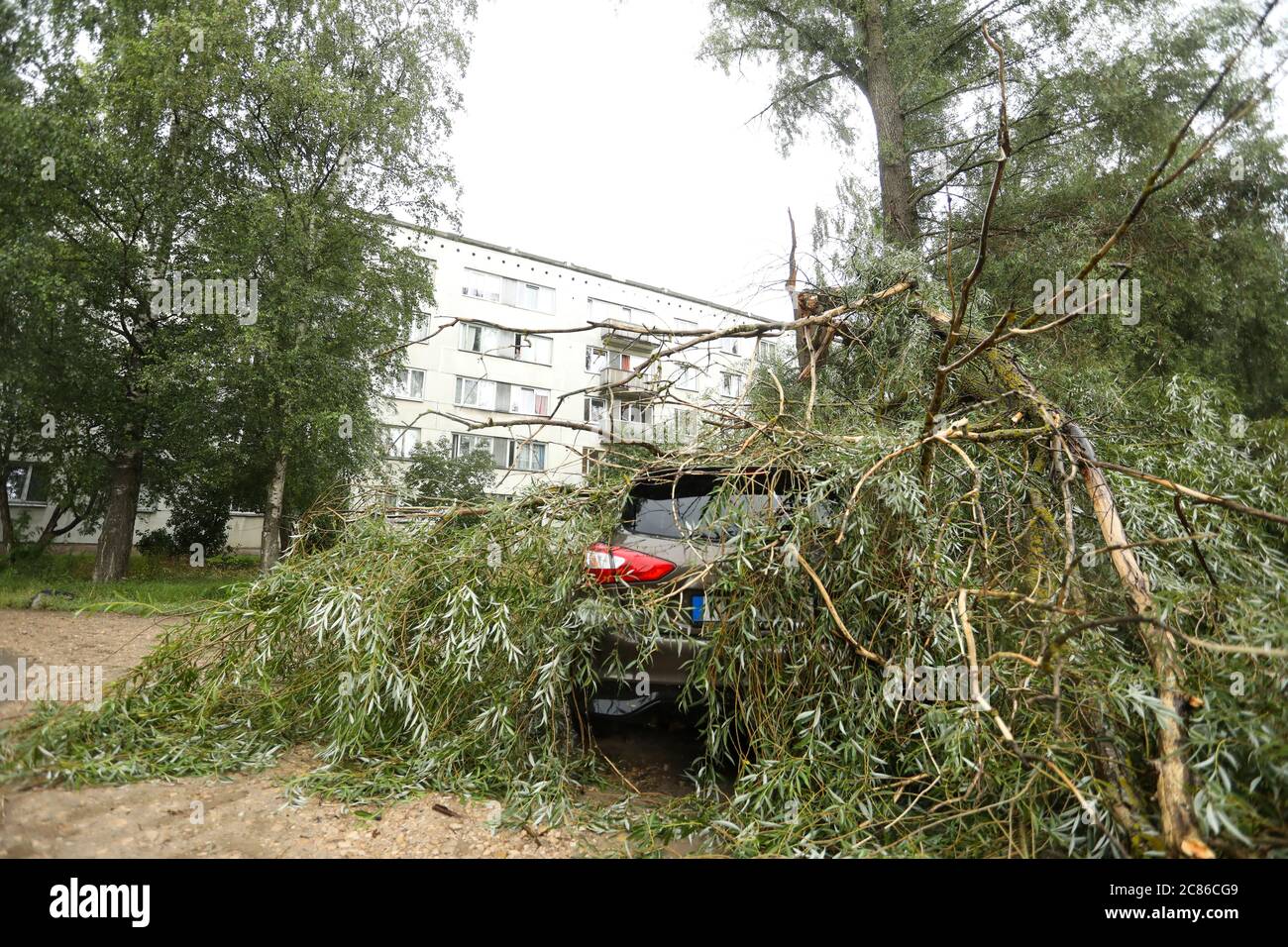 A tree fell on the car due to strong wind. Broken vehicle after the ...