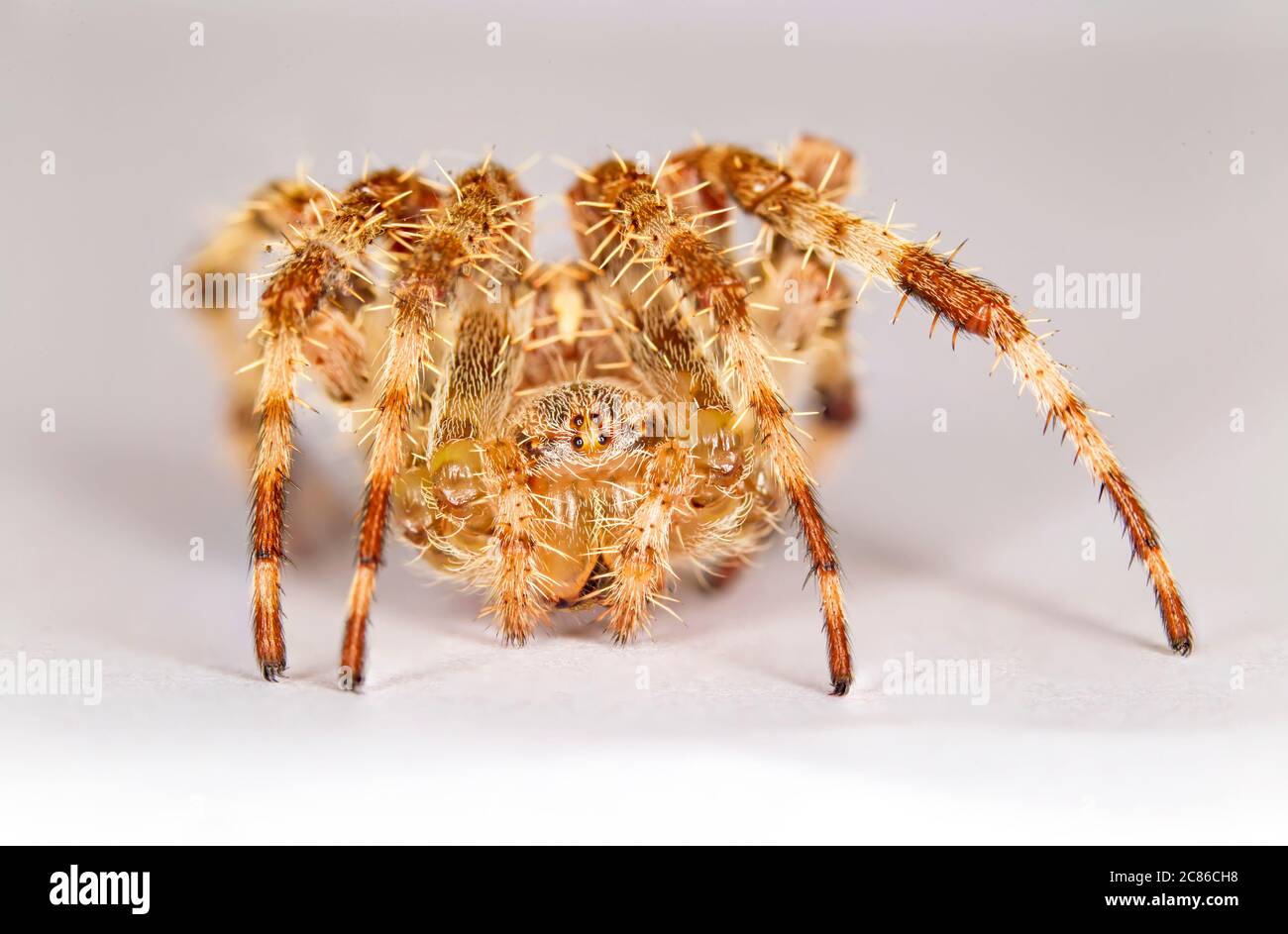 Spider. Spider wrapping its prey in silk. Nature background Stock Photo ...
