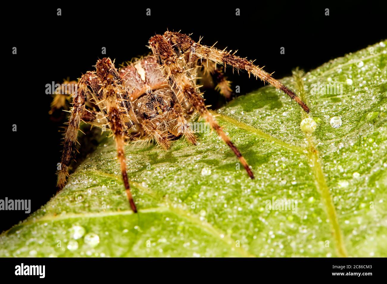 Spider. Spider wrapping its prey in silk. Nature background Stock Photo ...