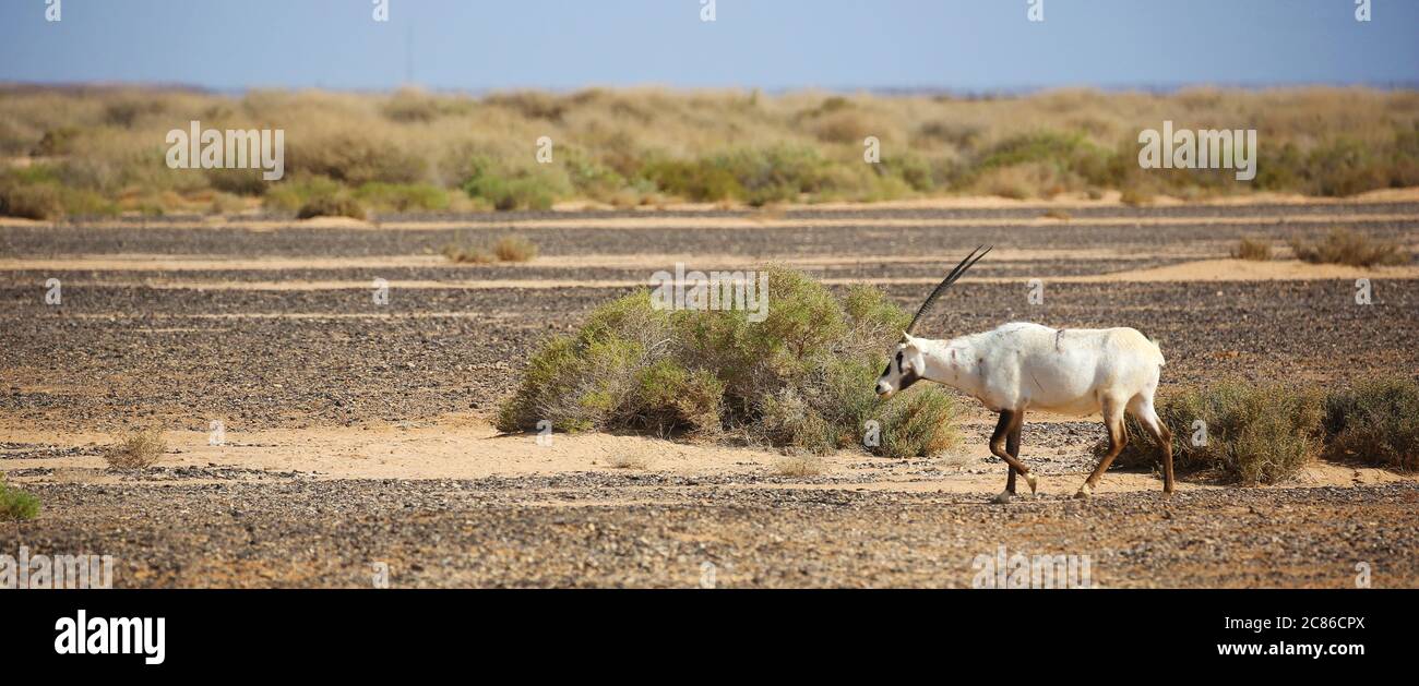 Semi desert animal hi-res stock photography and images - Alamy