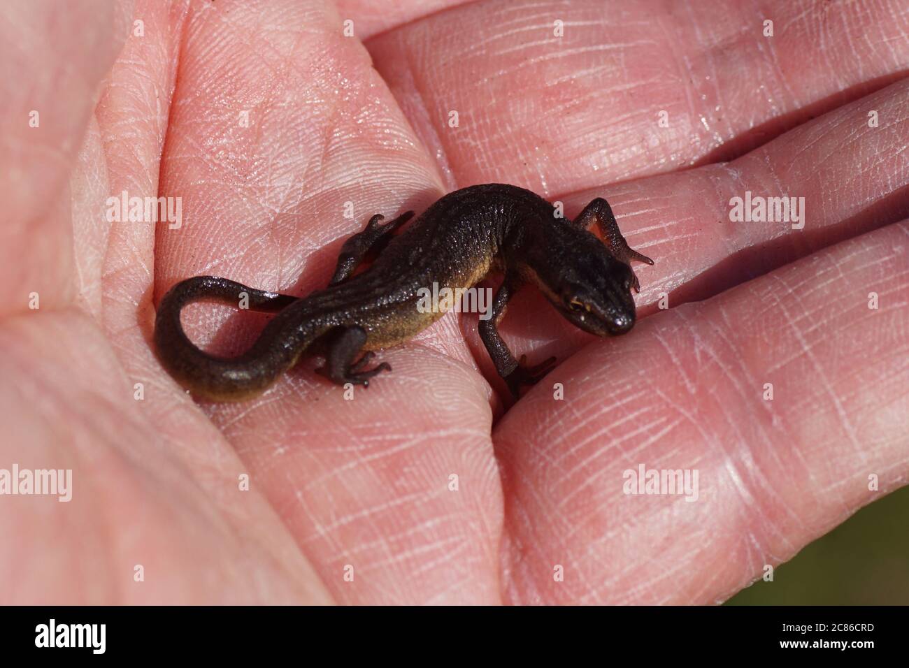 A smooth newt, common newt (Lissotriton vulgaris) in my hand, which is ...