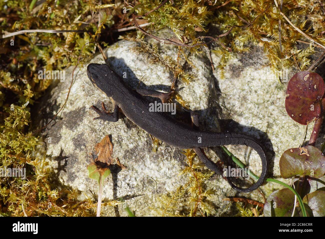 A smooth newt, common newt (Lissotriton vulgaris) on a stone in the ...
