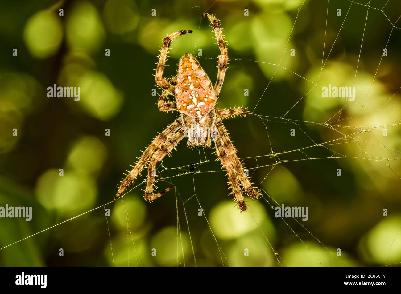 Spider. Spider wrapping its prey in silk. Nature background Stock Photo ...