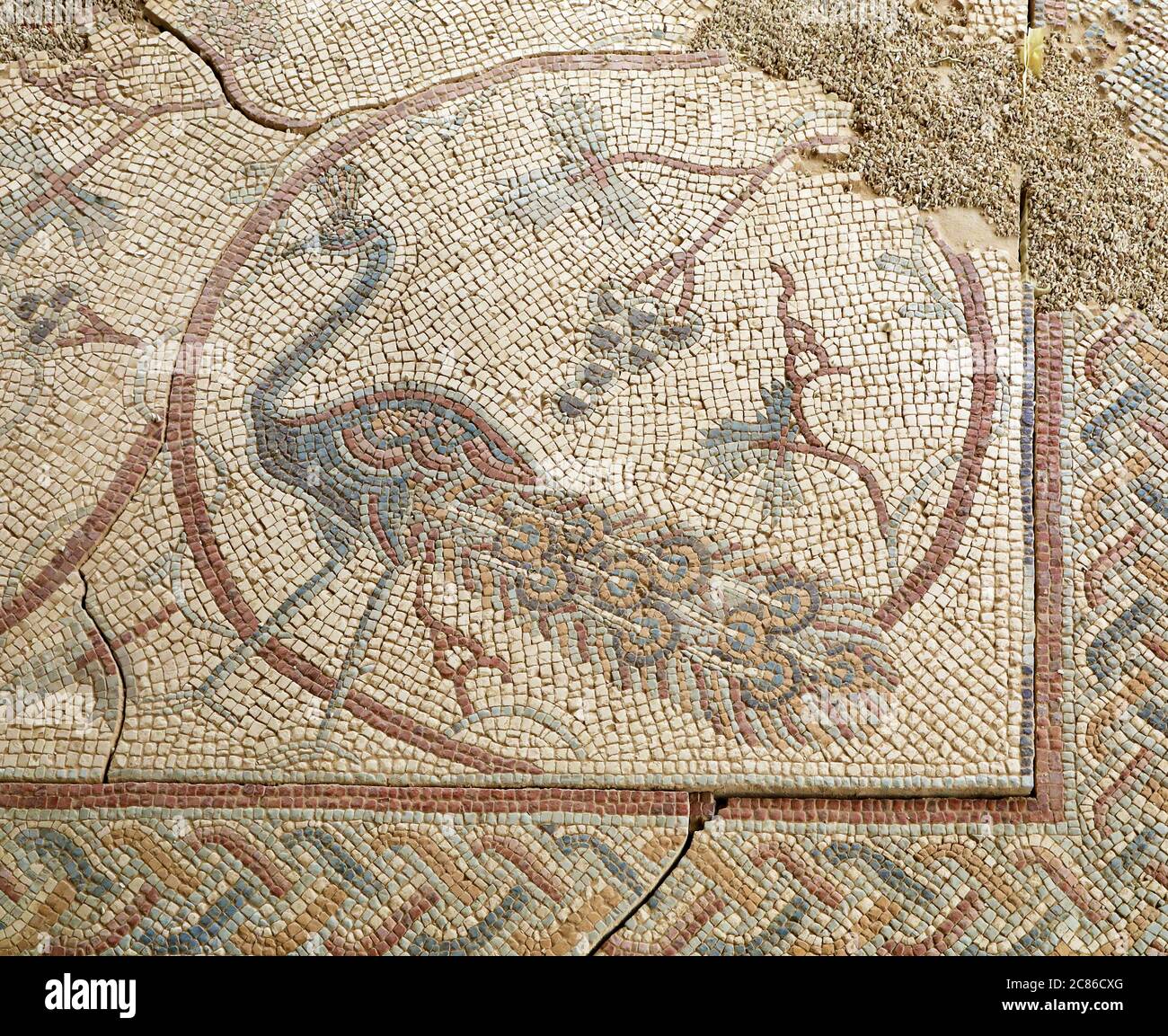 Beautiful peacock in ancient roman mosaic of Mount Nebo, Jordan Stock ...
