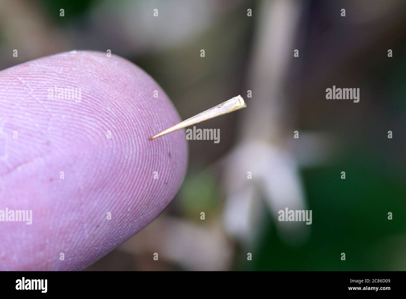 Thorn in the finger of a gooseberry bush while pruning. Bergen ...