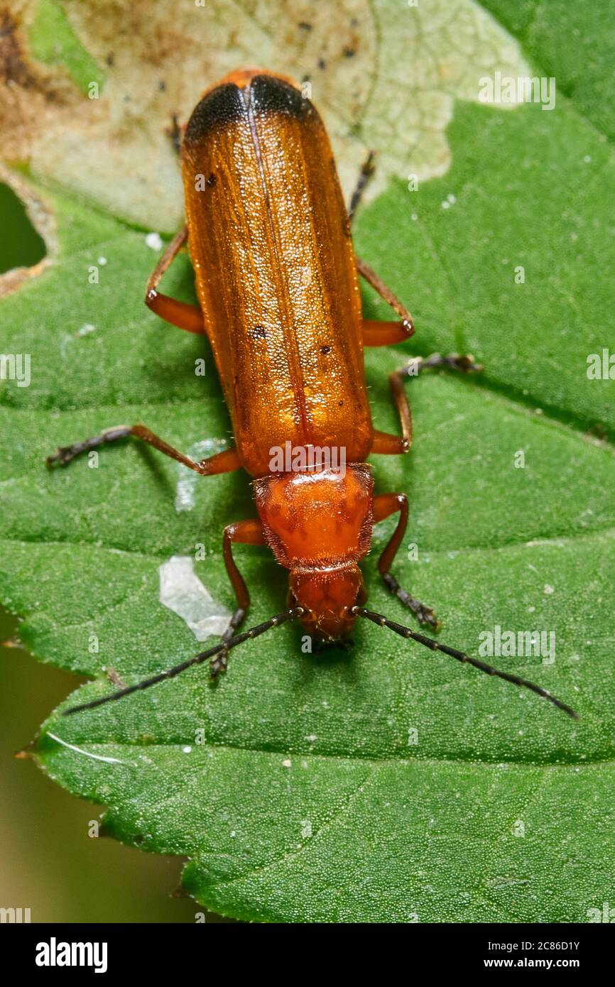 Red Soldier Beetle In House