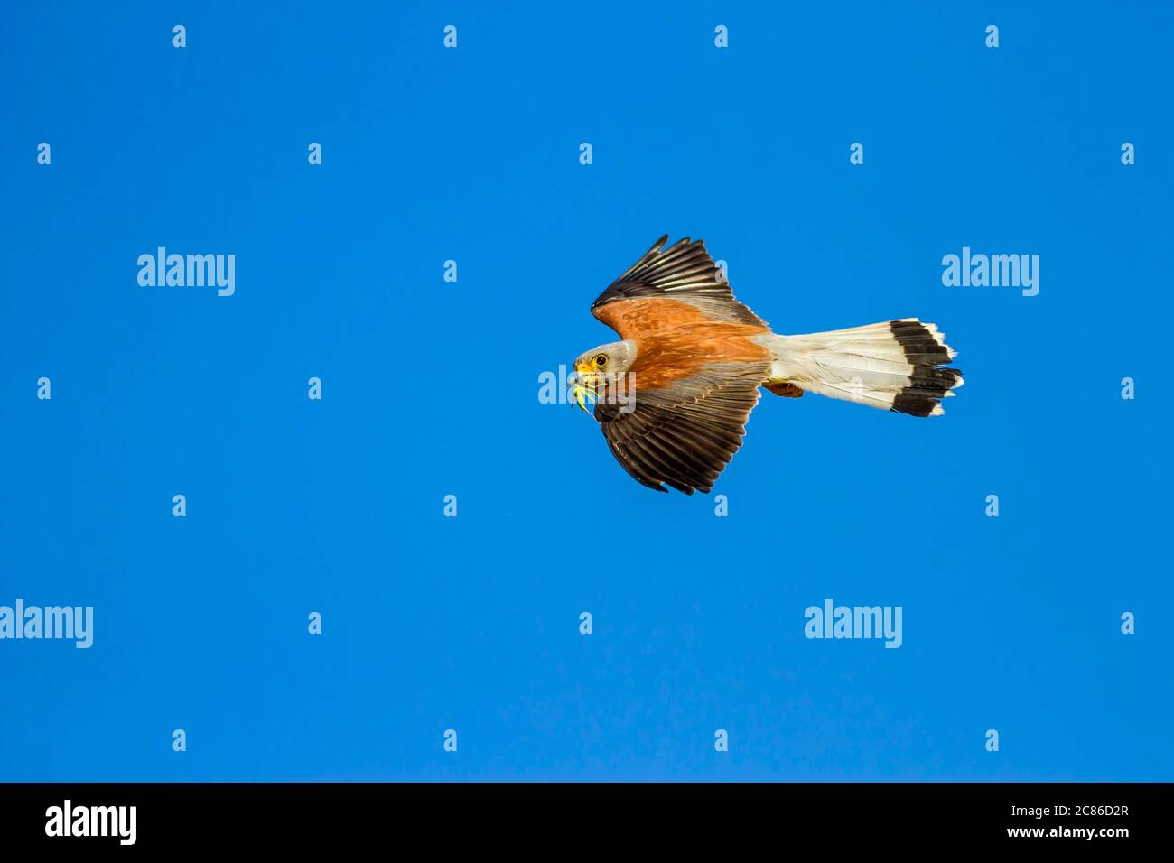 Lesser kestrel africa hi-res stock photography and images - Alamy