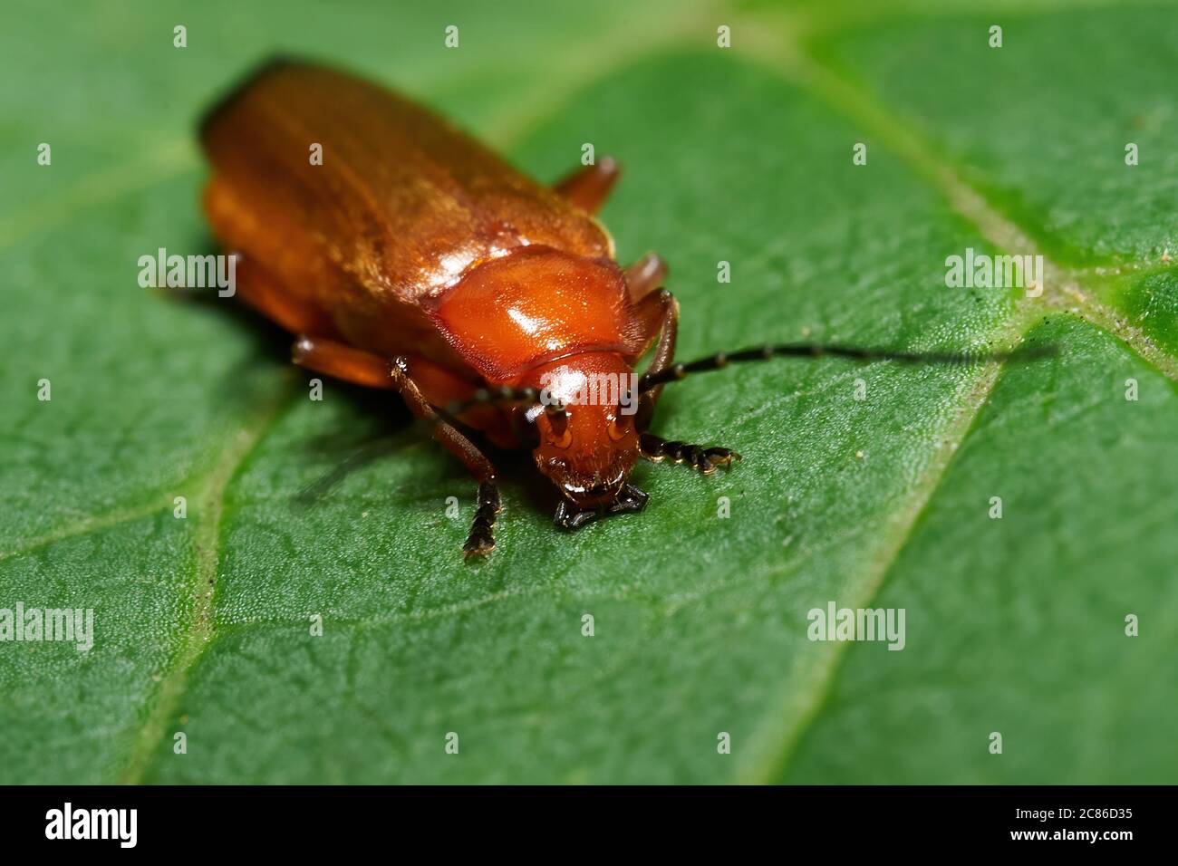 Common red soldier beetle in its natural enviroment Stock Photo - Alamy