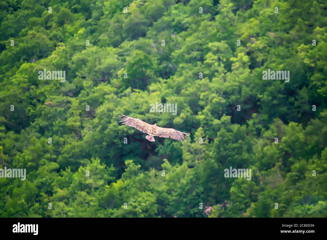 Birds of prey in france hi-res stock photography and images - Alamy
