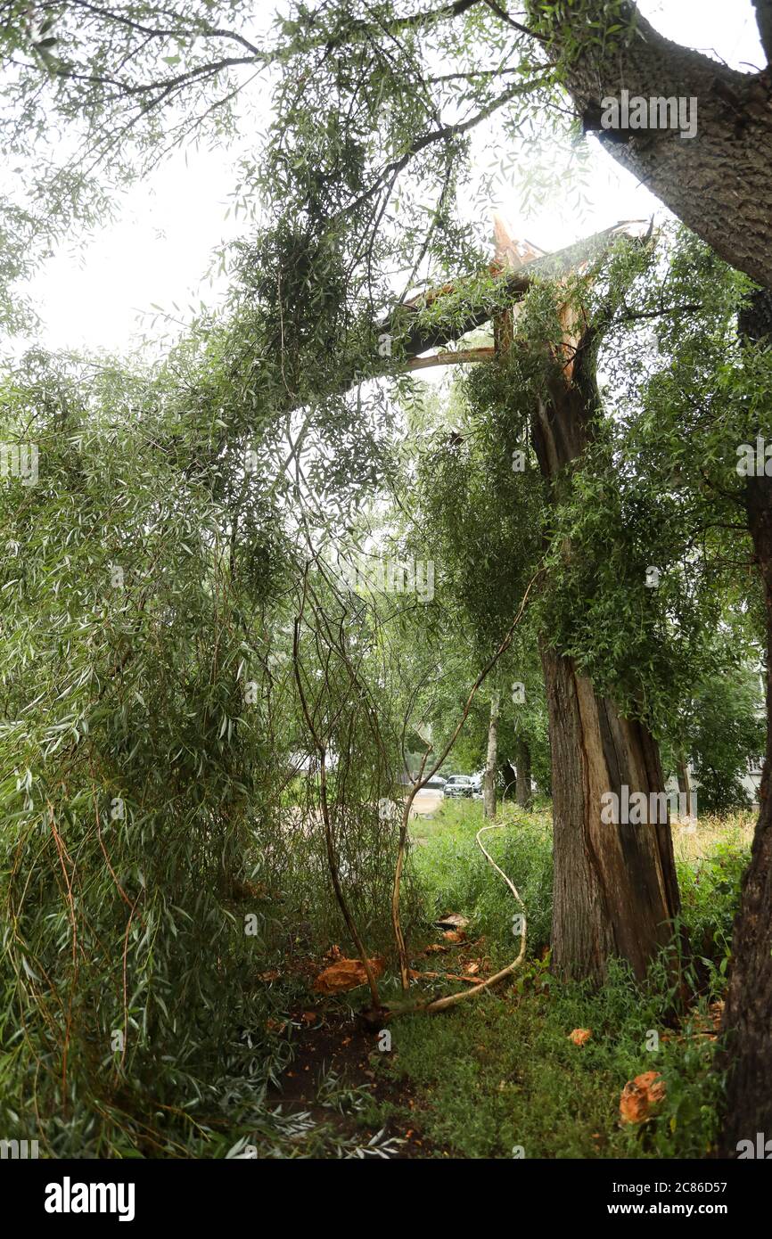 Old tree broken by storm wind. Falling tree accident Stock Photo - Alamy