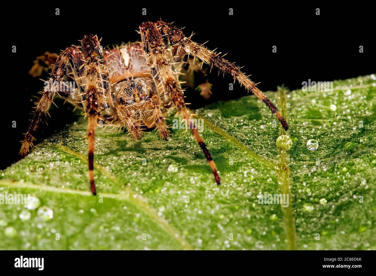 Spider. Spider wrapping its prey in silk. Nature background Stock Photo ...