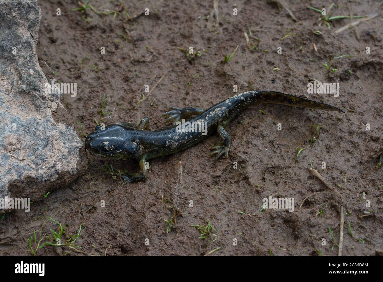 Tiger salamanders colorado hi-res stock photography and images - Alamy