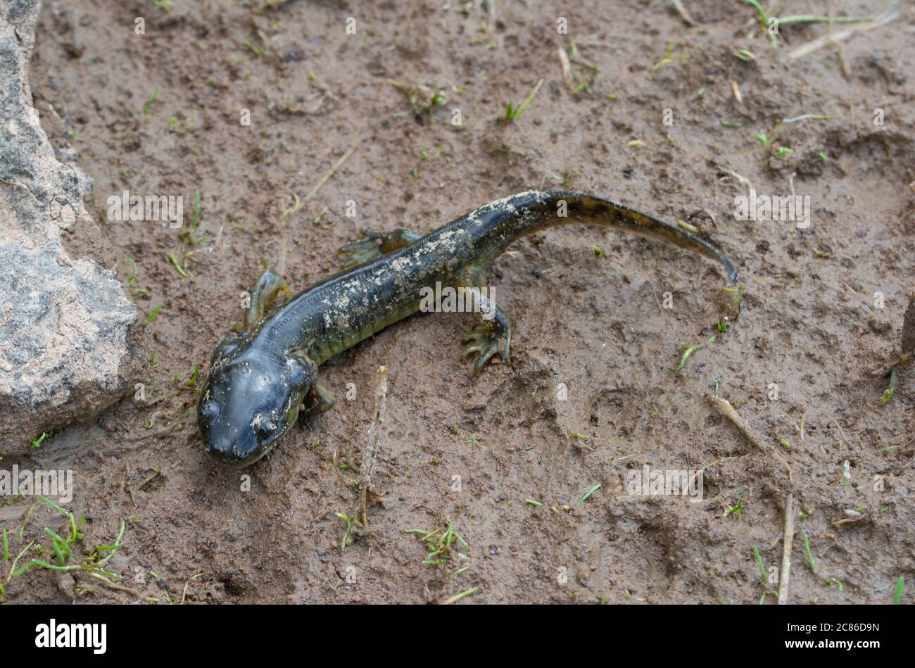 Tiger Salamanders Colorado High Resolution Stock Photography and Images ...