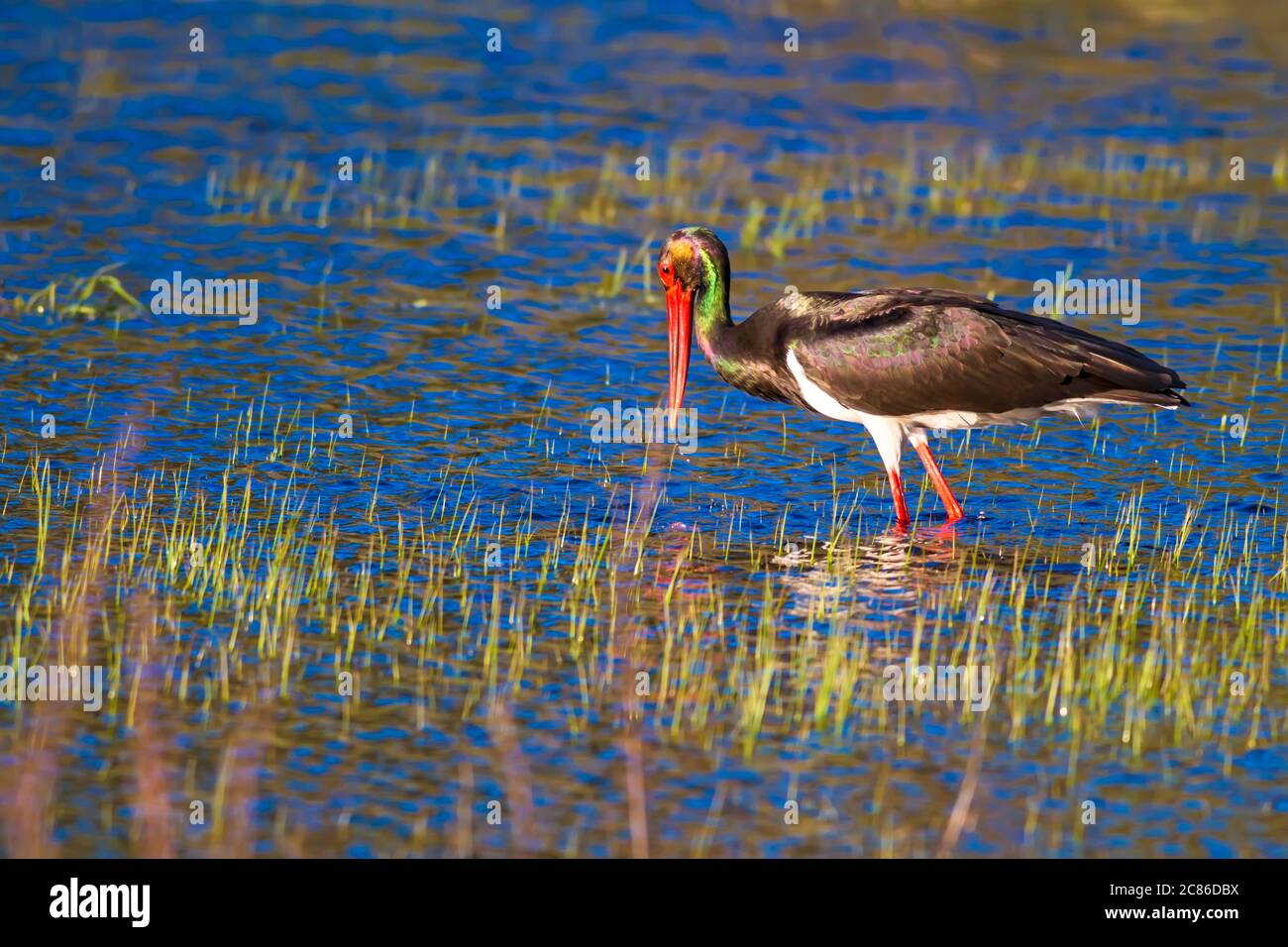 Black Stork. Green blue yellow habitat background. Bird: Black Stork ...