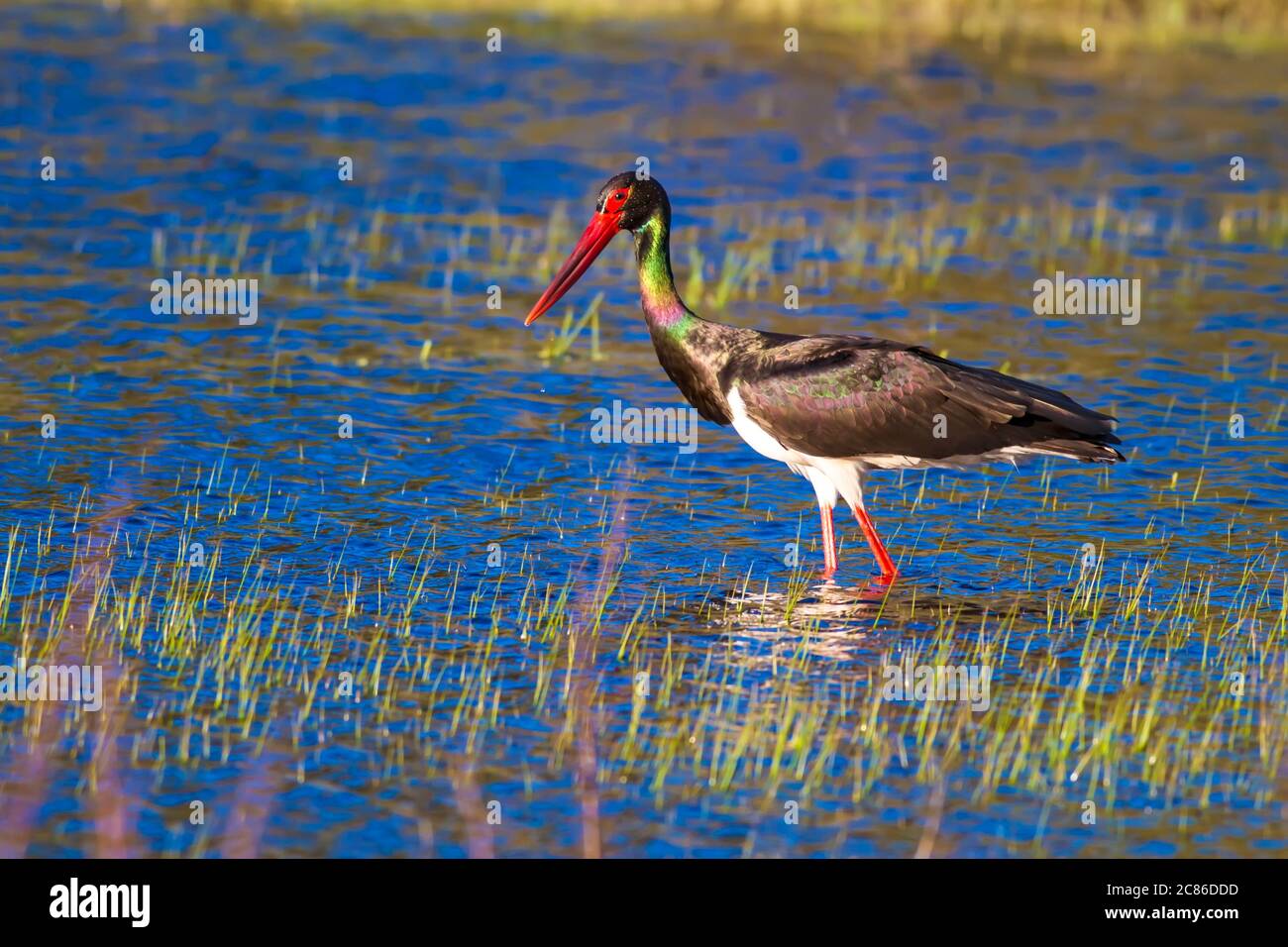 Black Stork. Green blue yellow habitat background. Bird: Black Stork ...