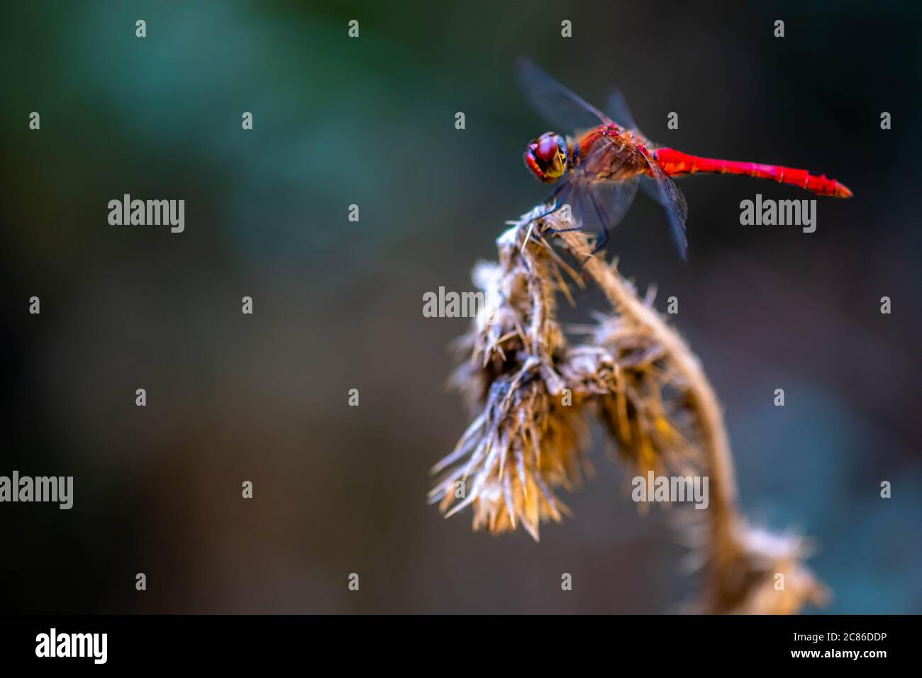 Crocothemis erythraea is a species of dragonfly in the family ...