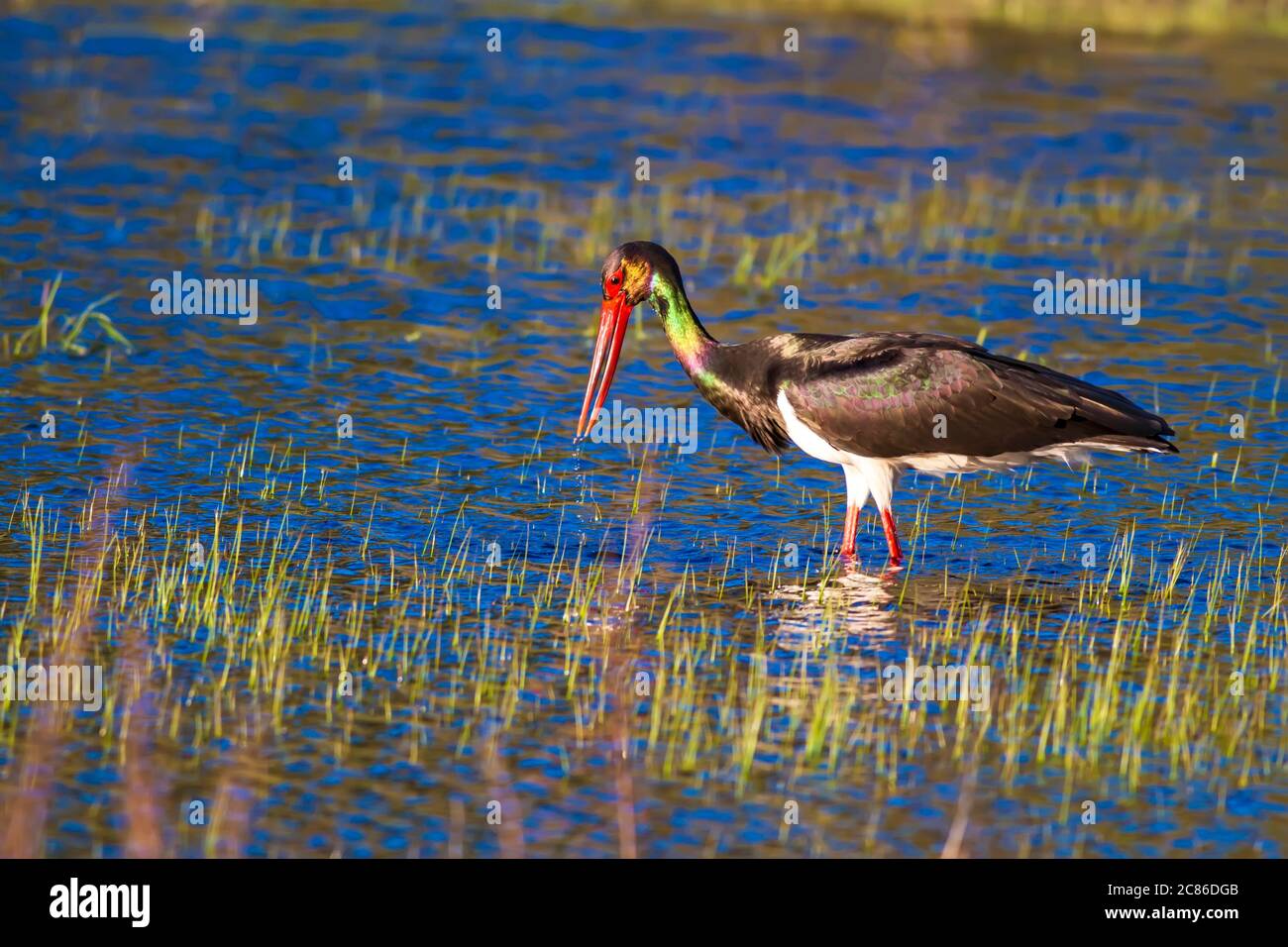 Black Stork. Green blue yellow habitat background. Bird: Black Stork ...