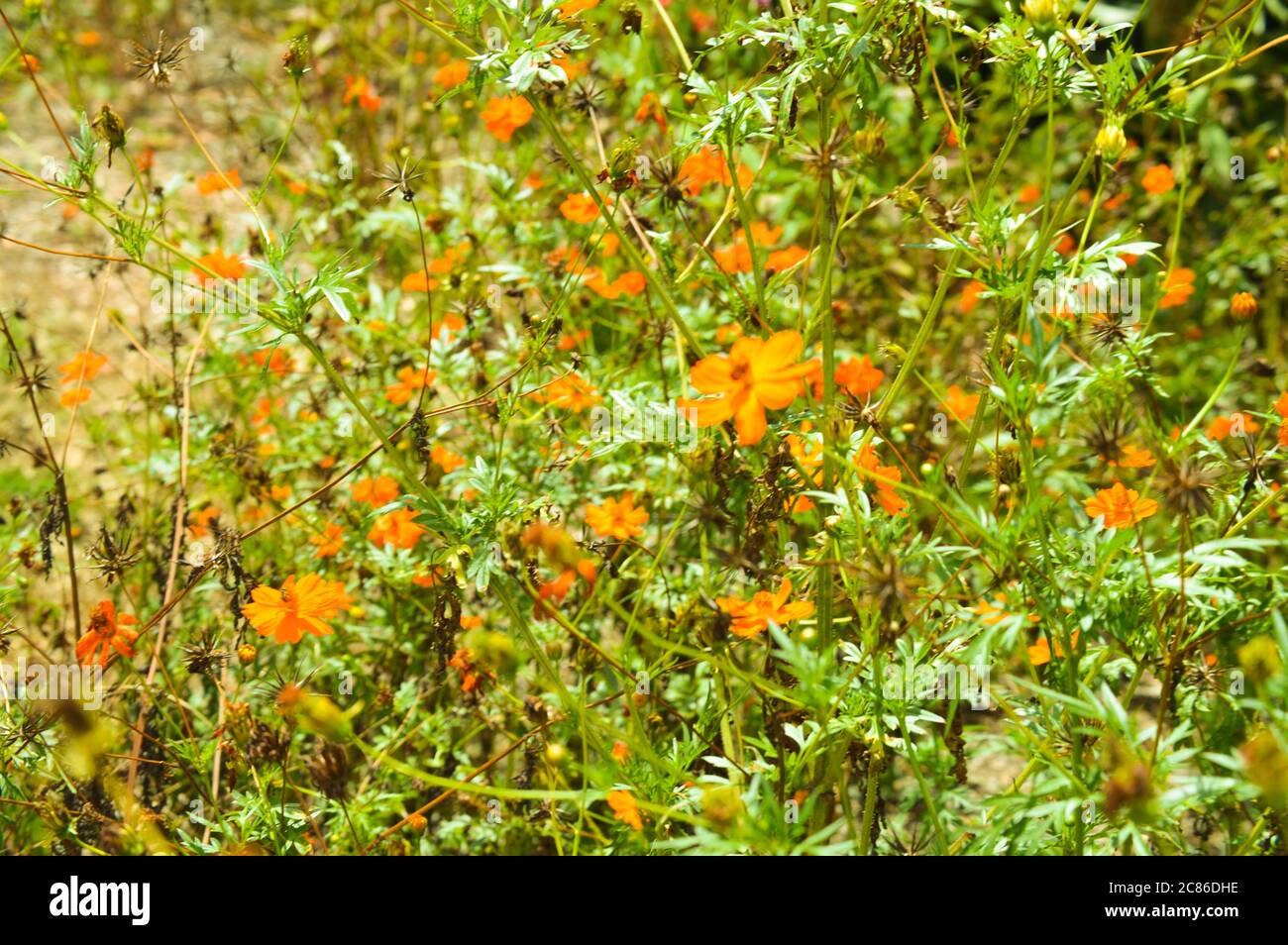 Atlanticum hi-res stock photography and images - Alamy