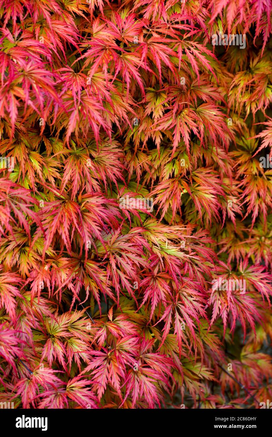 Japanese Maple (Acer Palmatum) .Close-up Of Red Maple Leaves On The ...
